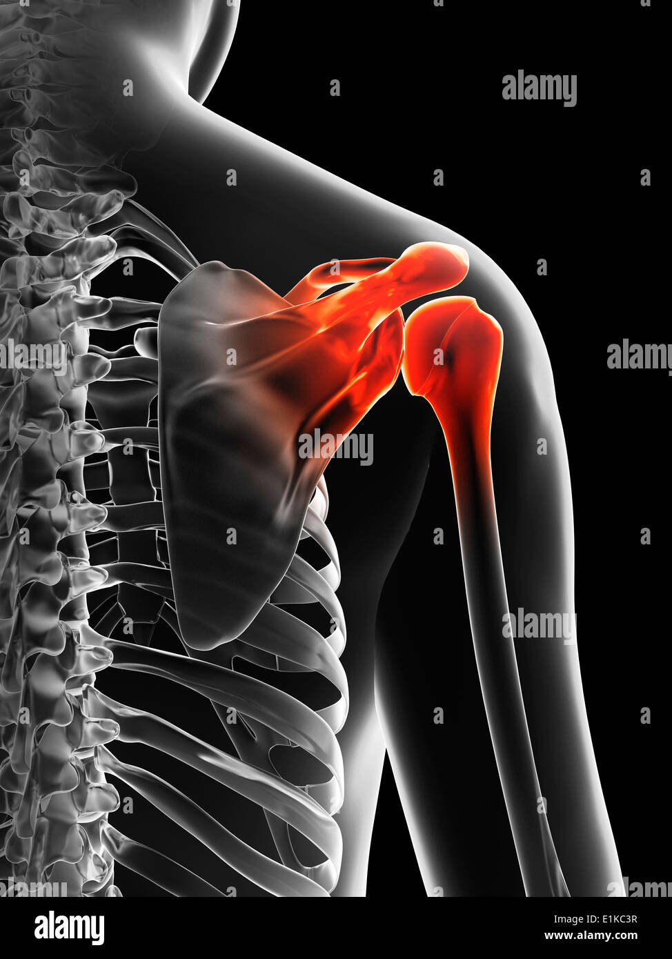 Human shoulder joint computer artwork Stock Photo - Alamy