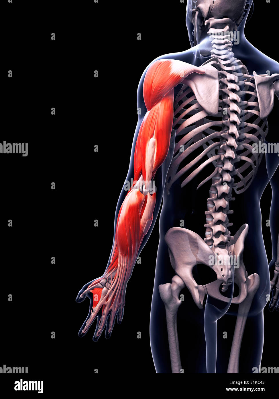 Human muscular system of the arm computer artwork Stock Photo - Alamy