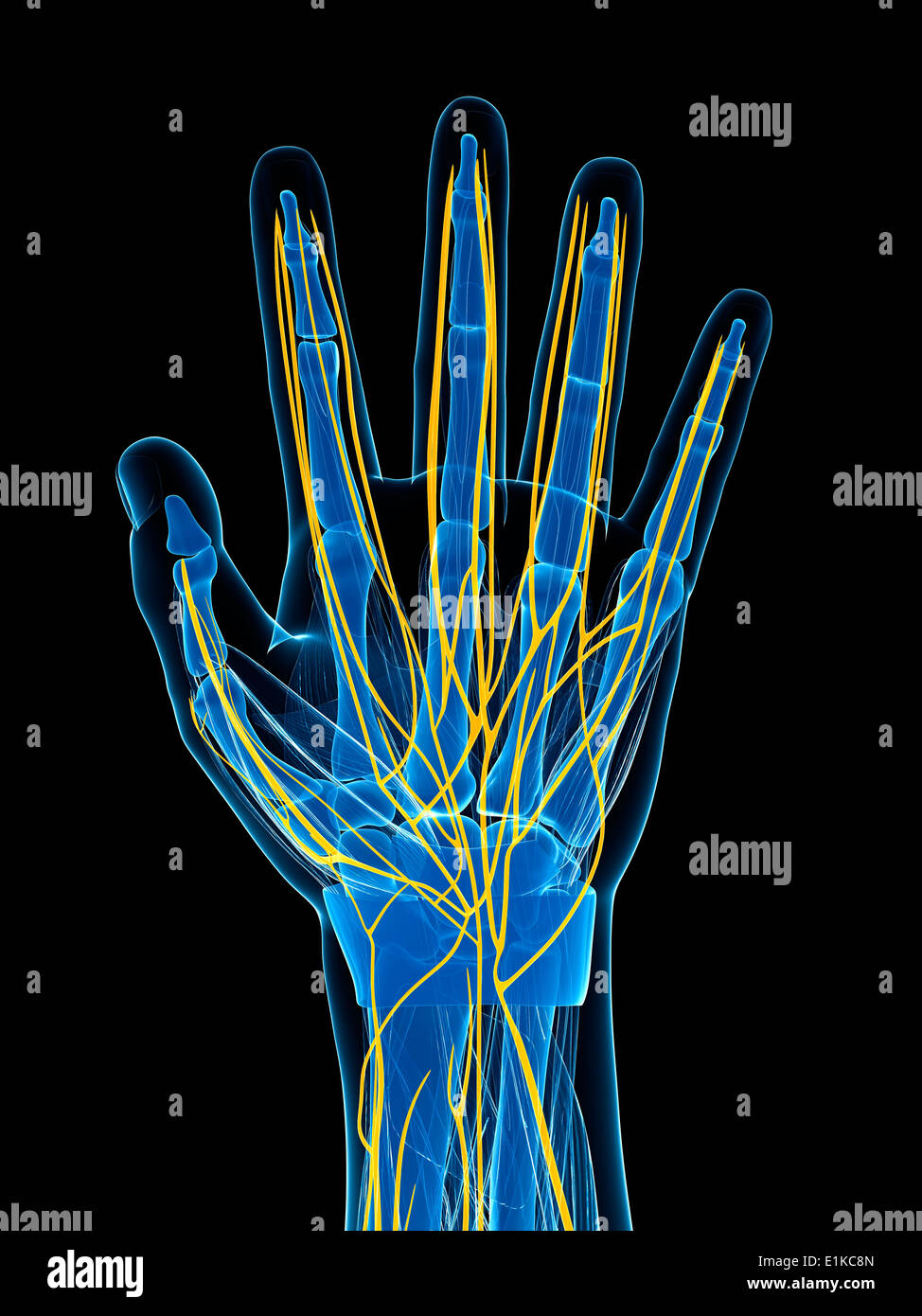 Human hand nerves hi-res stock photography and images - Alamy