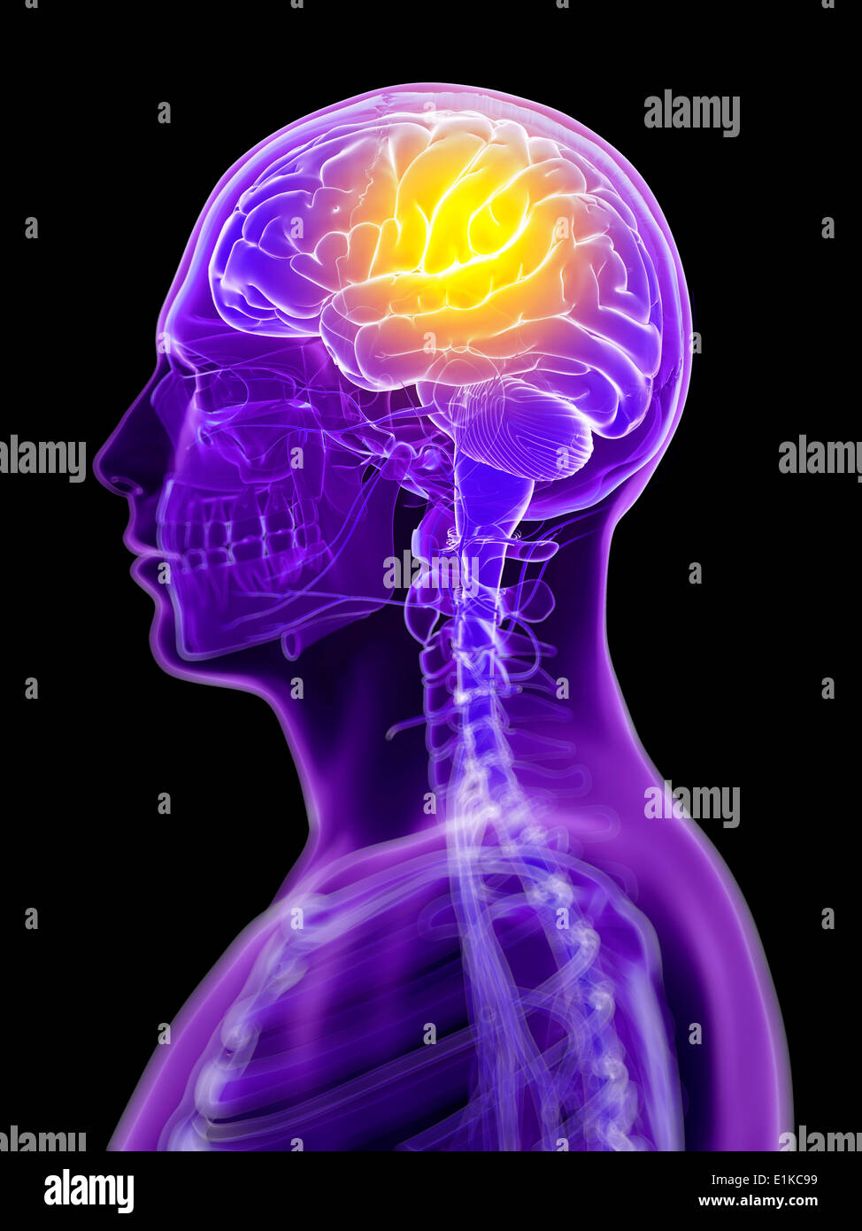 Human brain computer artwork Stock Photo - Alamy