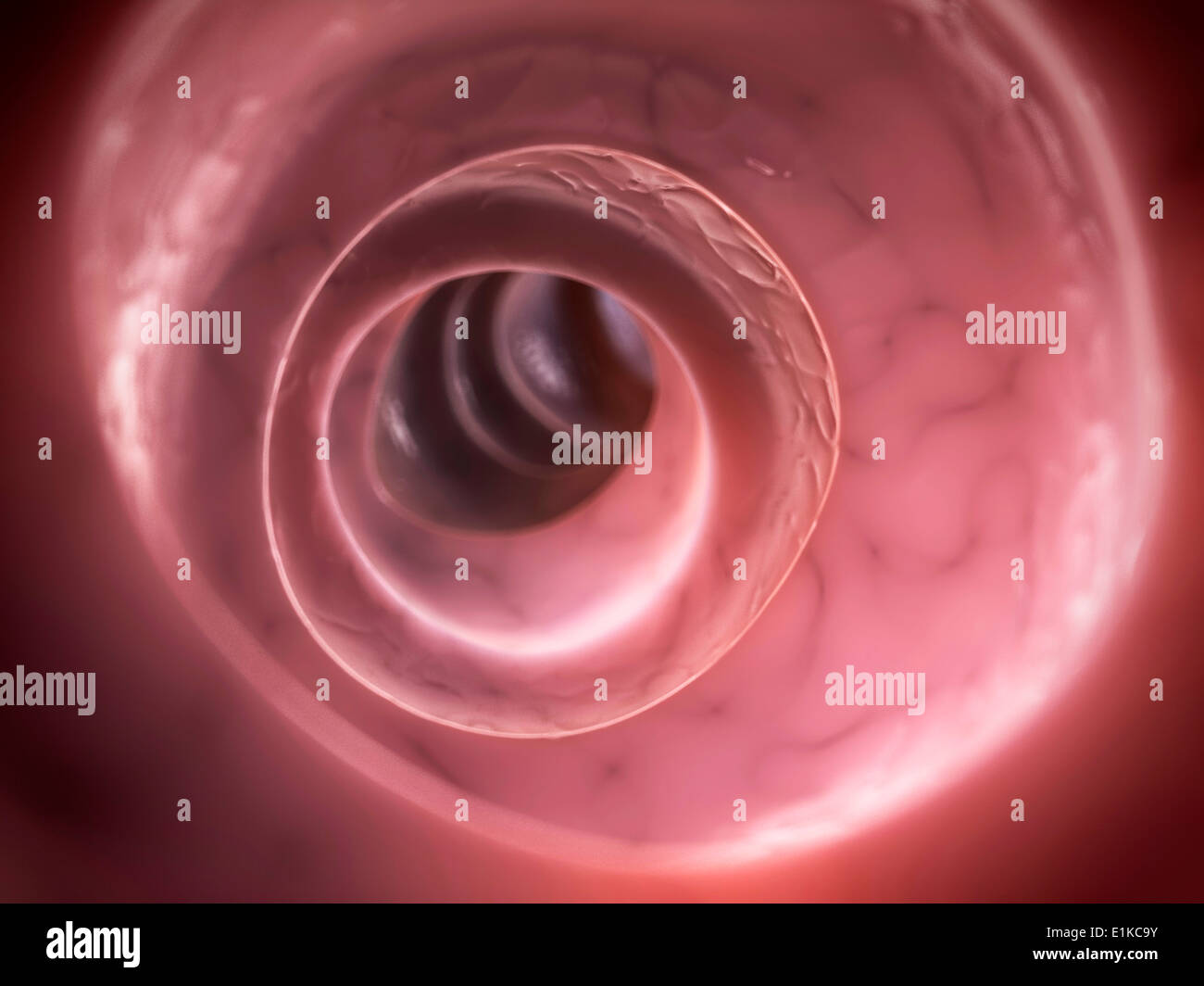 Human colon computer artwork Stock Photo - Alamy