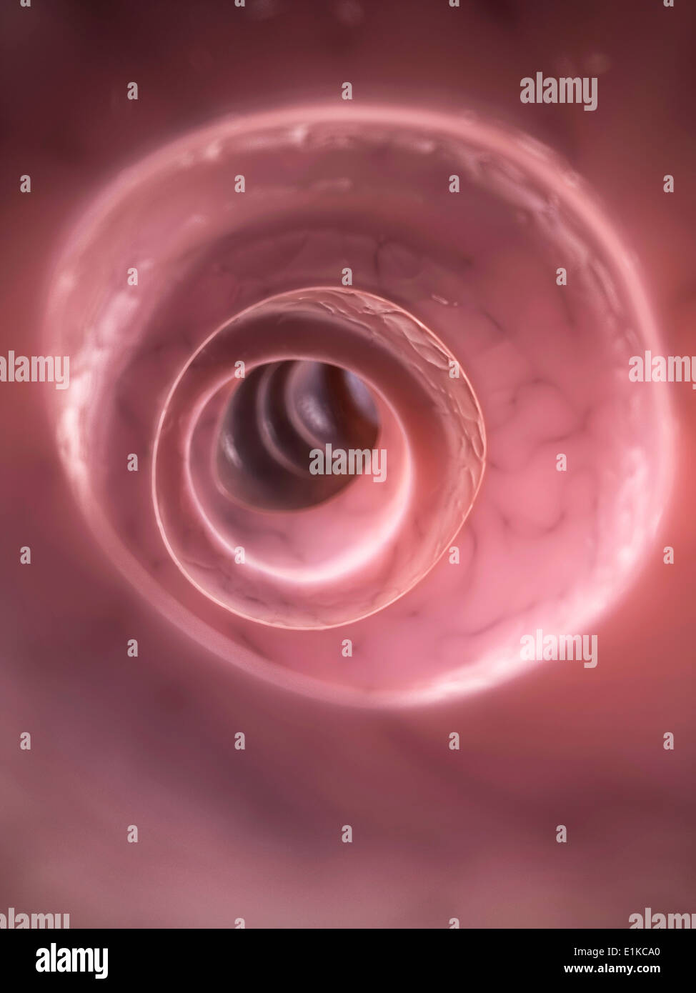 Human colon computer artwork Stock Photo - Alamy