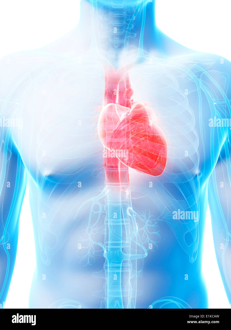 Human heart computer artwork Stock Photo - Alamy