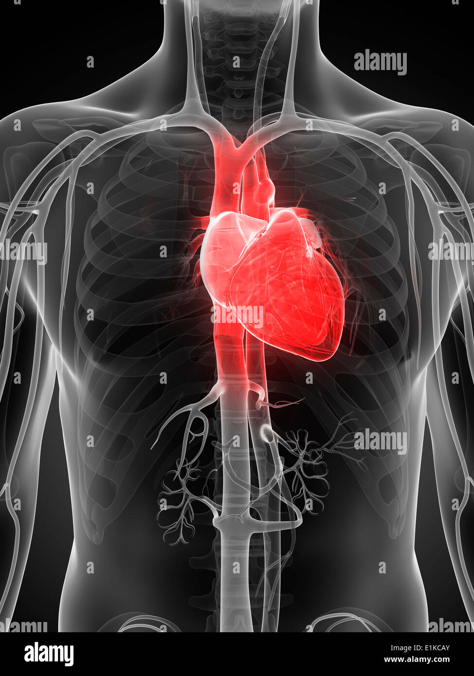 The Human Heart High Resolution Stock Photography and Images - Alamy