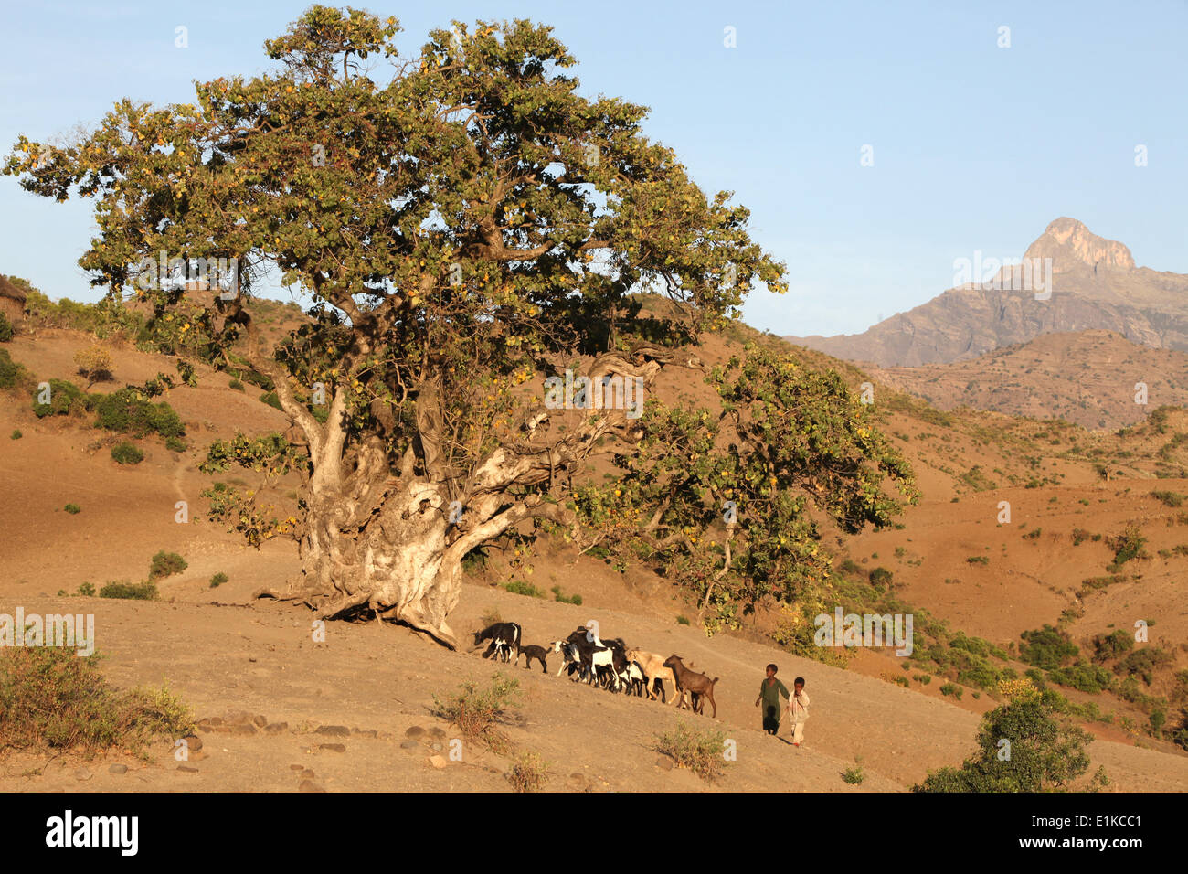 Wollo hi-res stock photography and images - Alamy