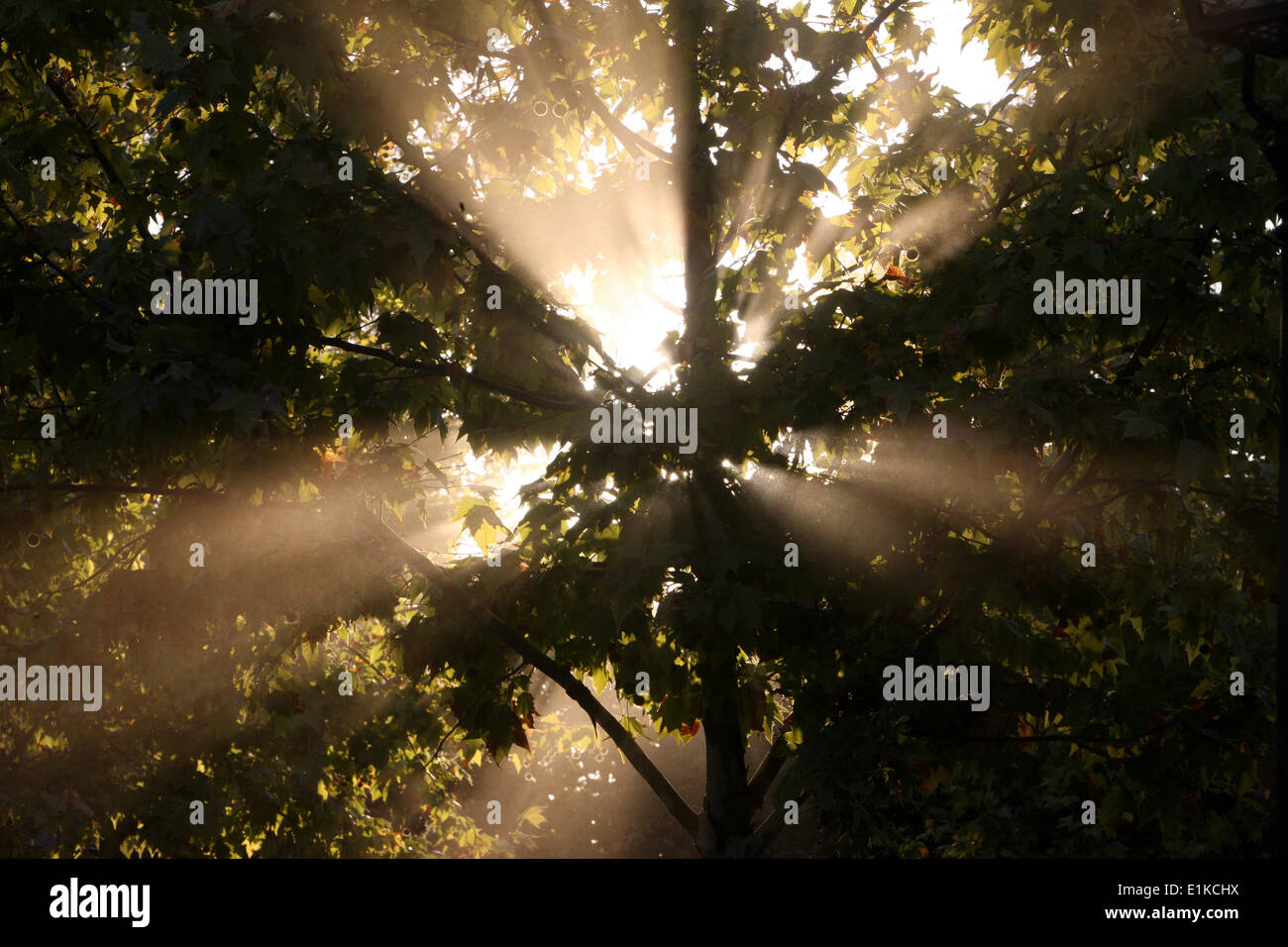 Behind the tree hi-res stock photography and images - Alamy