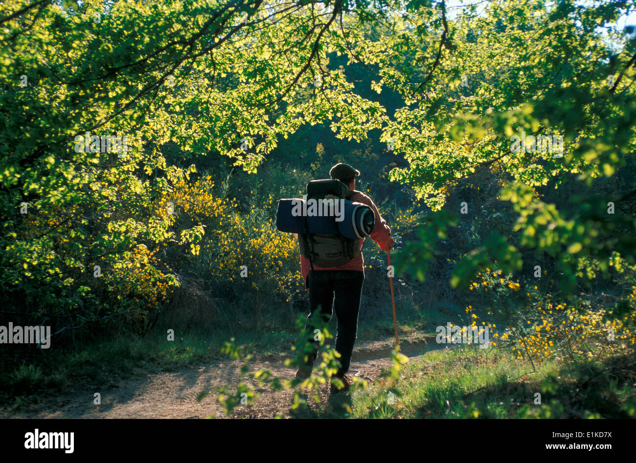 Santiago pilgrim in a forest Stock Photo - Alamy