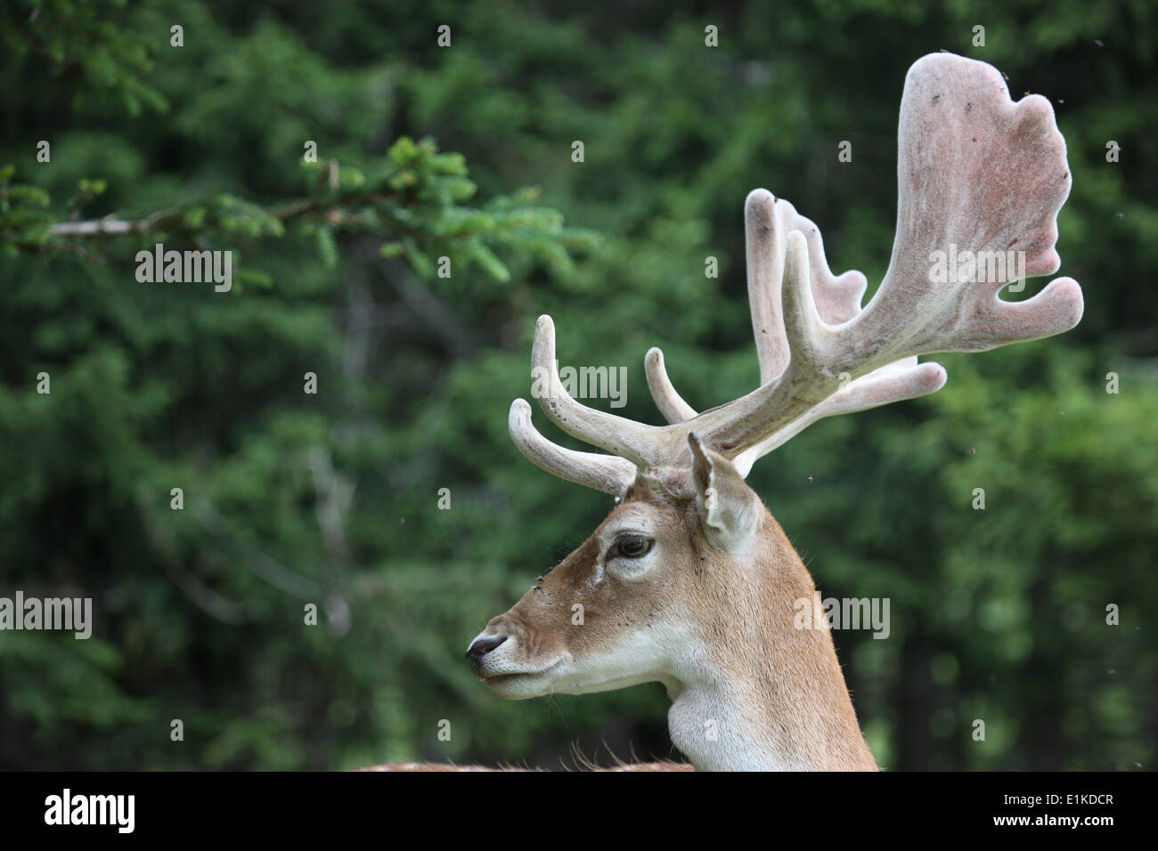 Deer in Merlet wildlife park Stock Photo - Alamy
