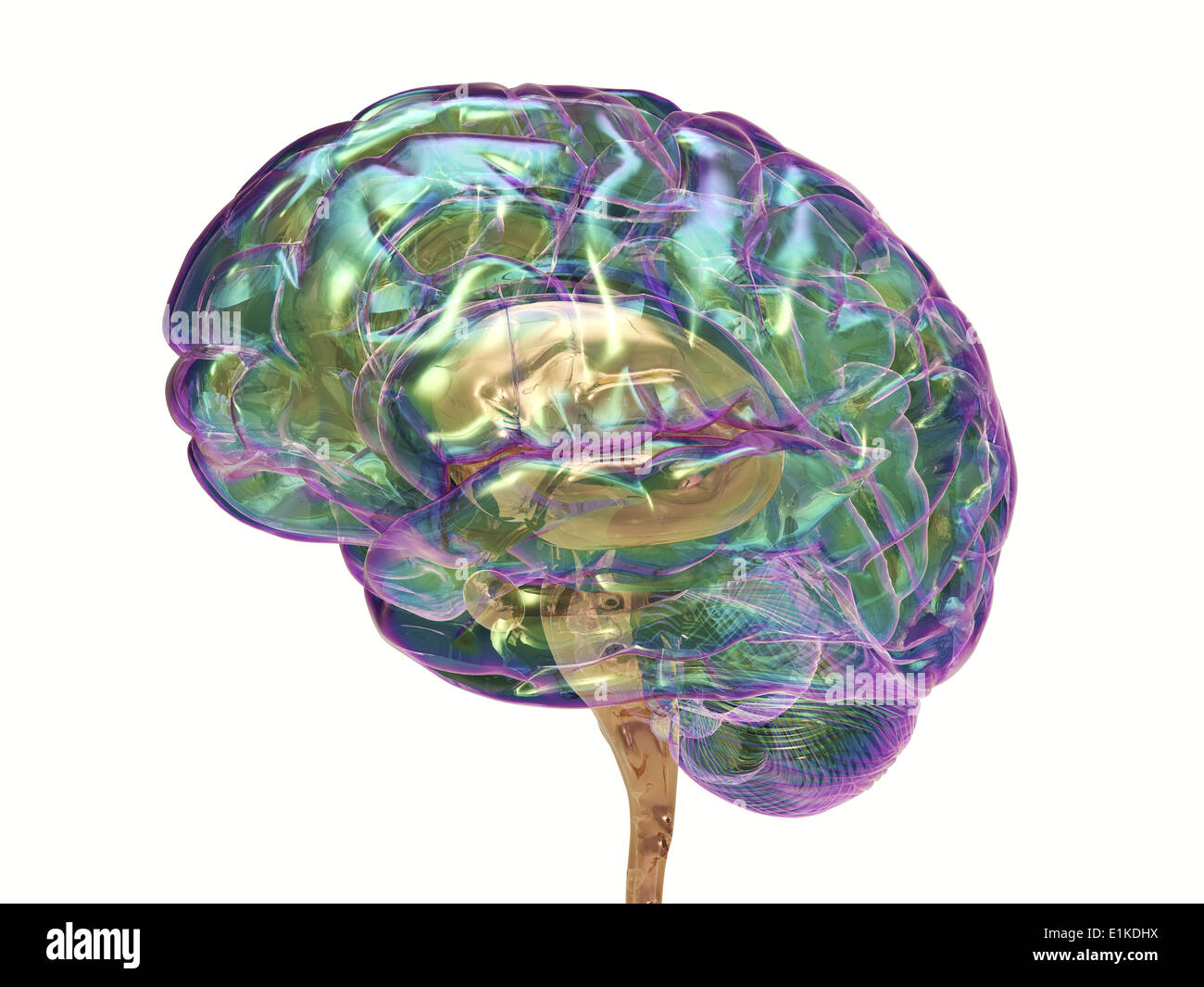 Human brain computer artwork Stock Photo - Alamy