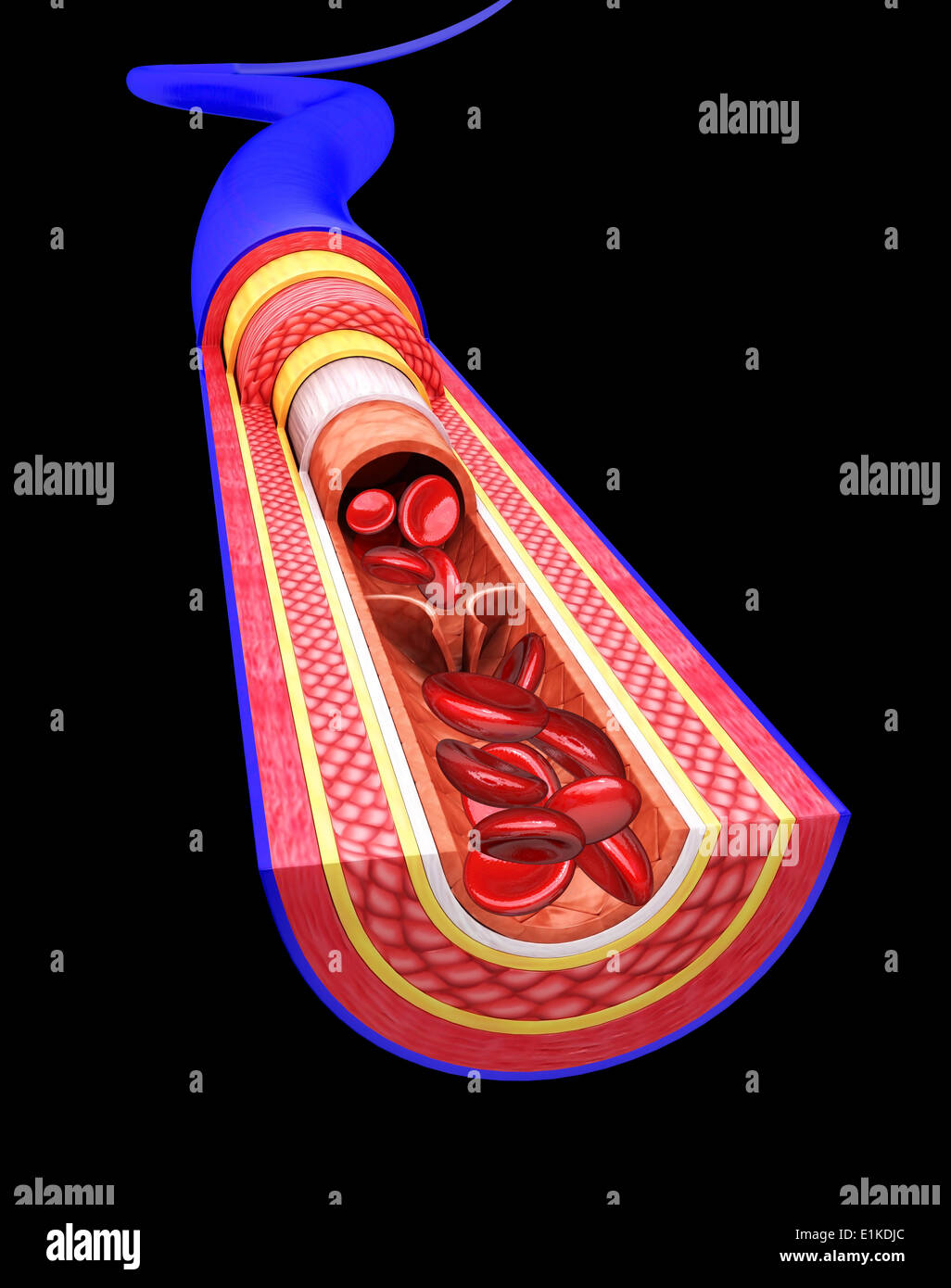 Human vein cut-away computer artwork Stock Photo - Alamy