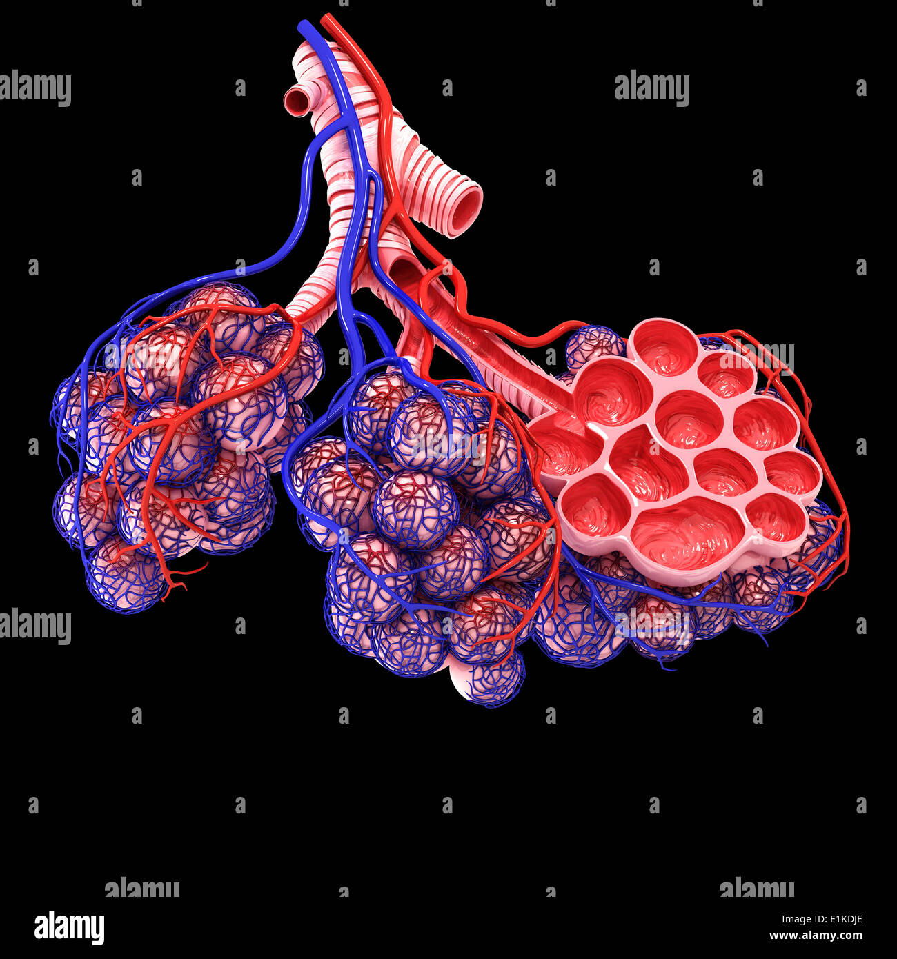 Alveolar sac hi-res stock photography and images - Alamy