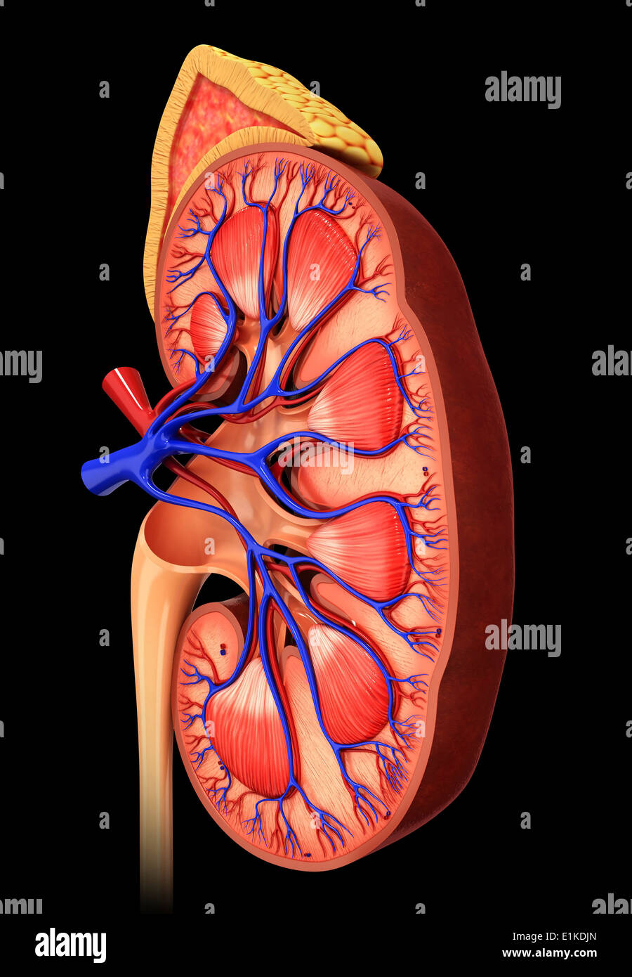 Human kidney cut-away computer artwork Stock Photo - Alamy