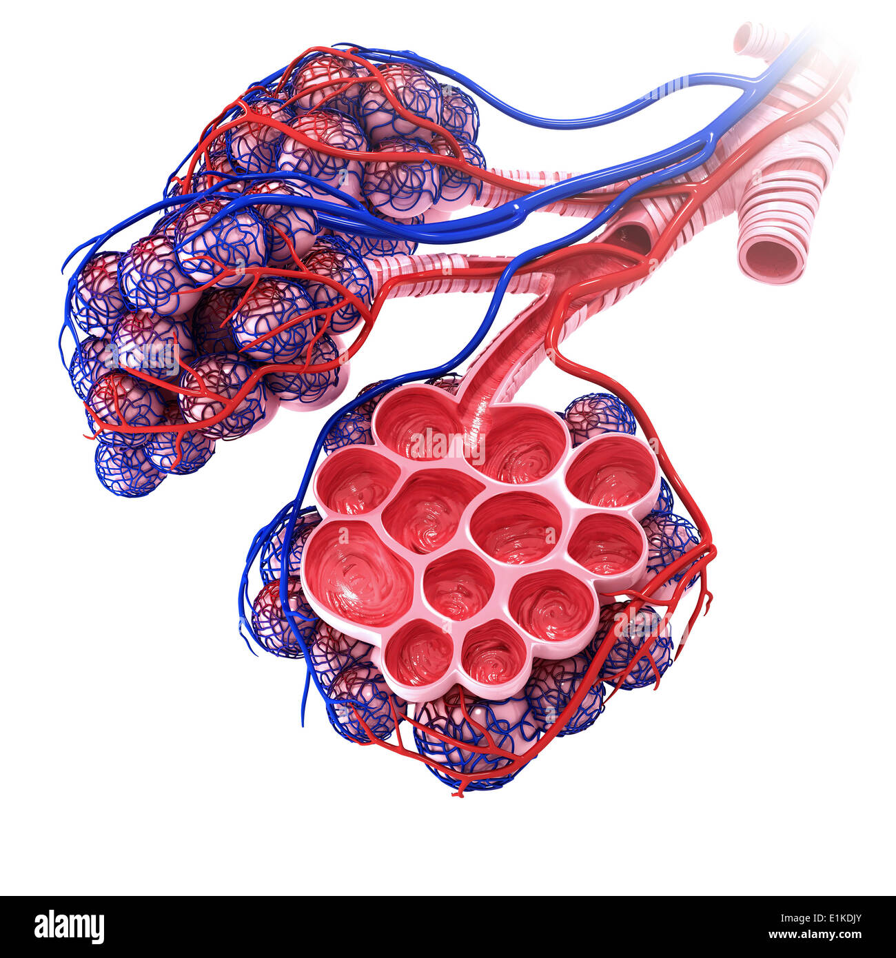 Terminal bronchiole respiratory Cut Out Stock Images & Pictures - Alamy