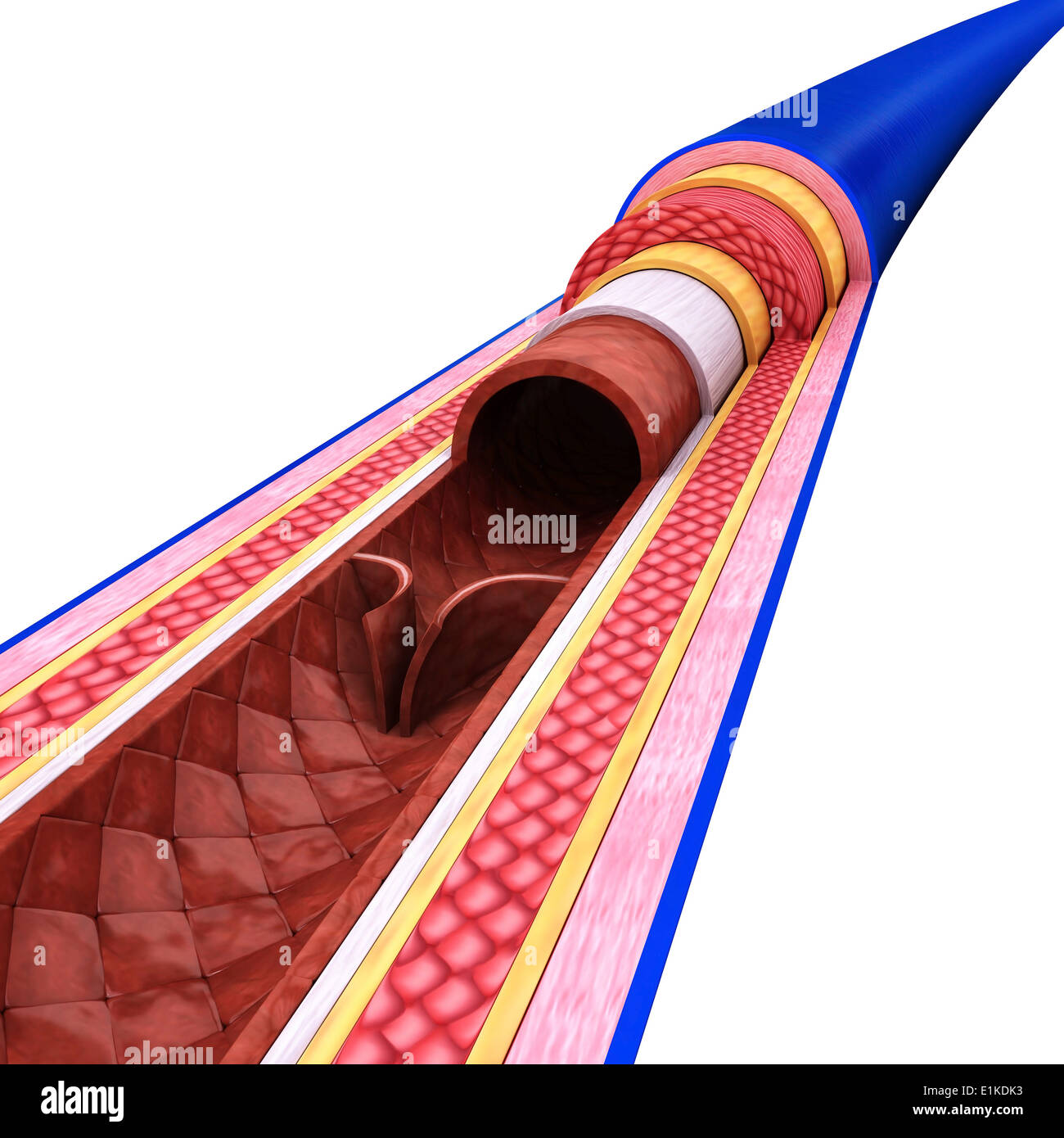 Human vein cut away hi-res stock photography and images - Alamy