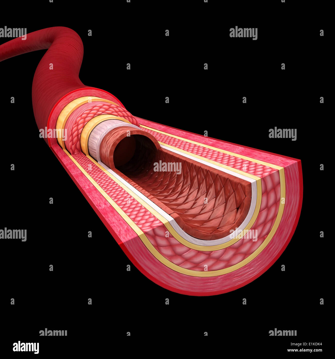 Normal human artery cross section hi-res stock photography and images ...