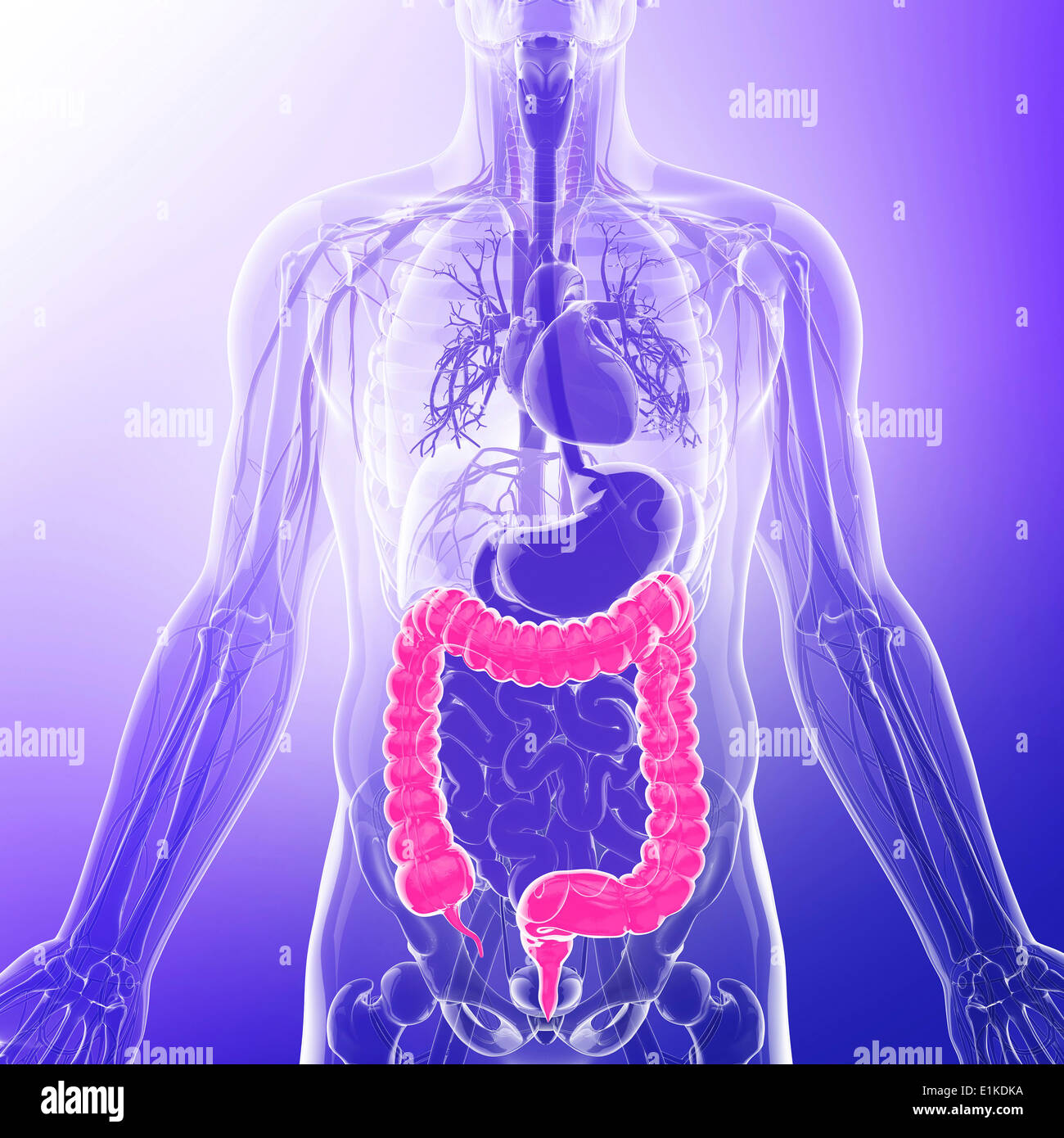 Plica Semilunaris Colon