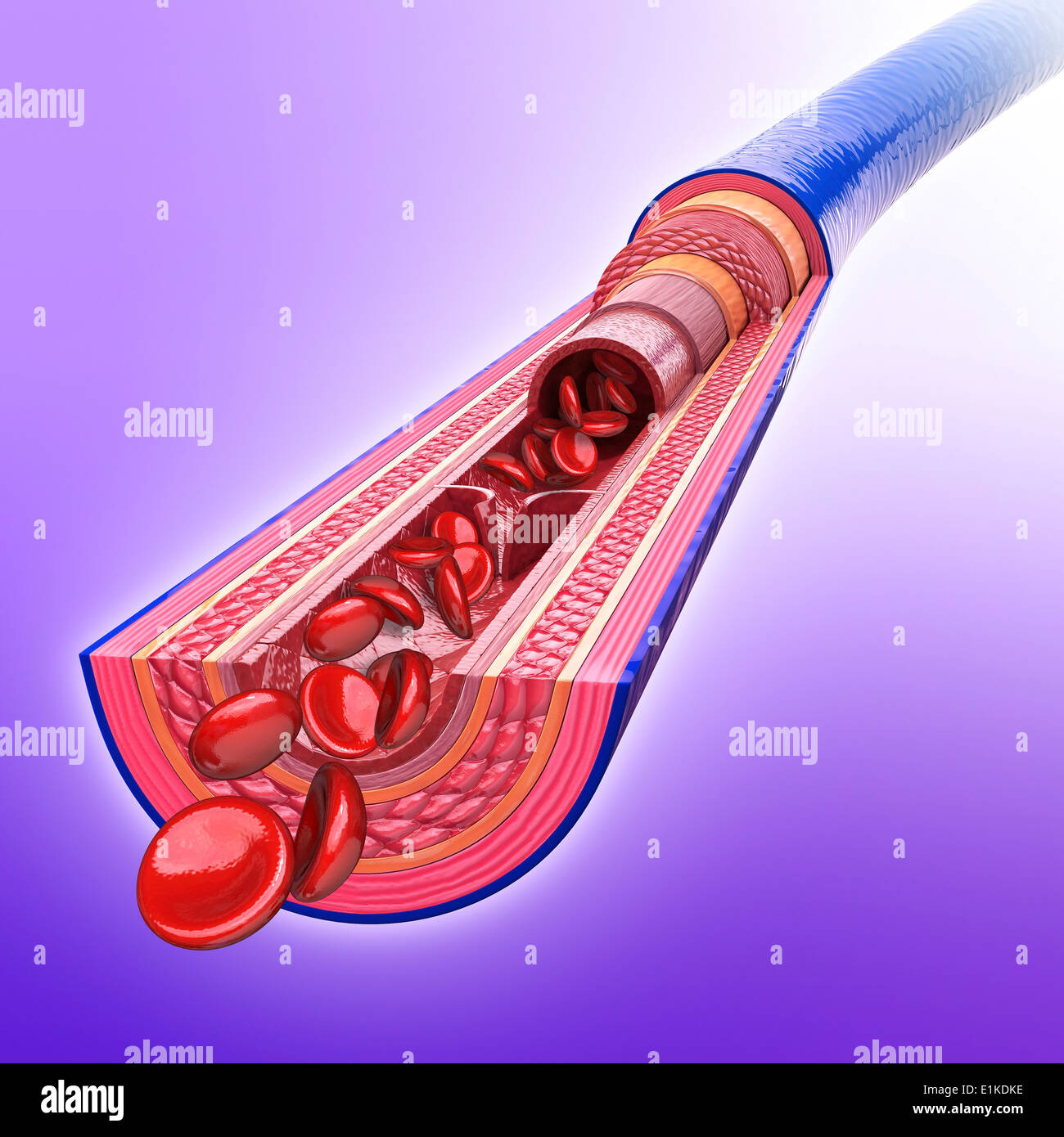 Human vein cut-away computer artwork Stock Photo - Alamy