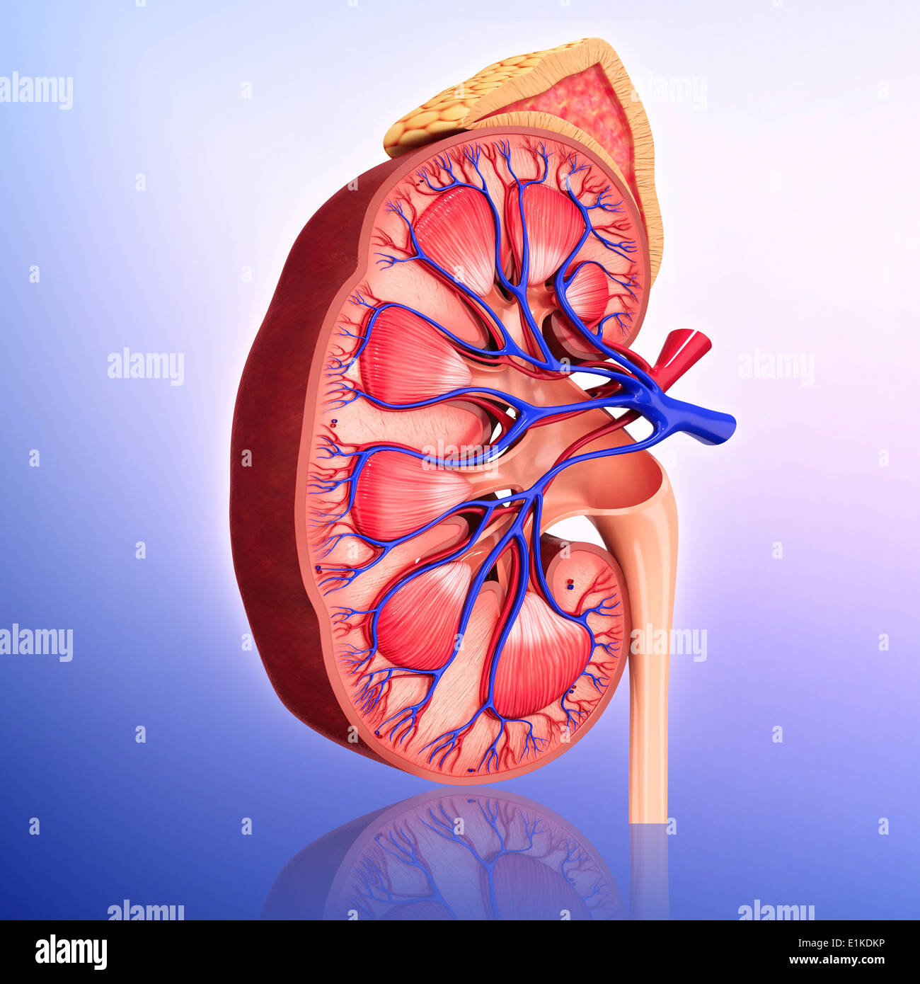 Human kidney cut-away computer artwork Stock Photo - Alamy