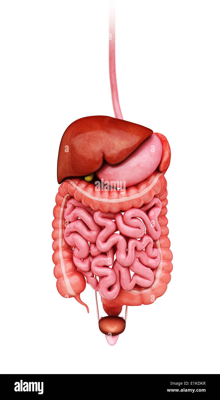 Human digestive system cut-away computer artwork Stock Photo - Alamy