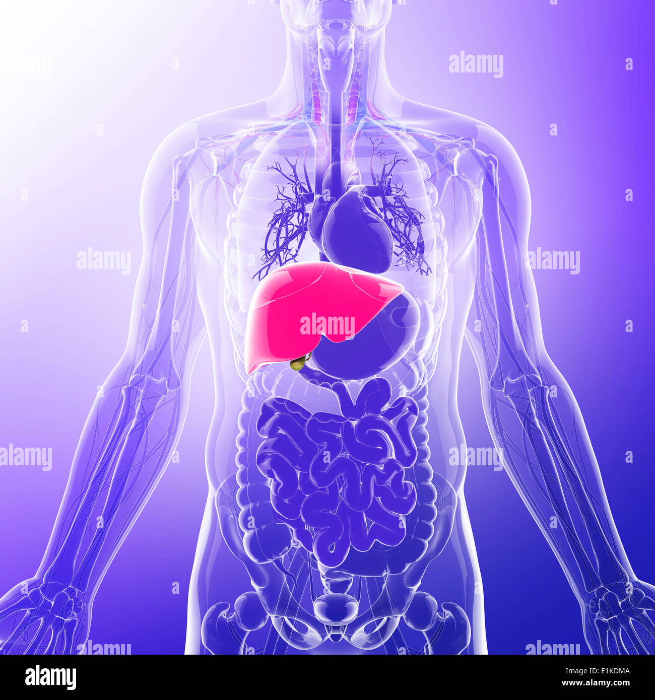 Human liver computer artwork Stock Photo - Alamy
