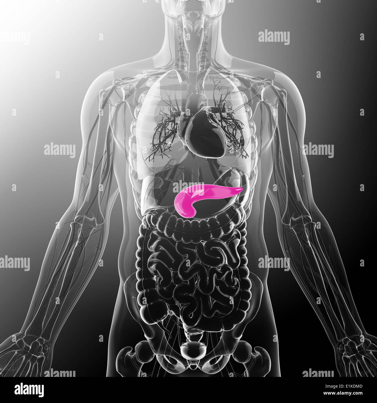 Human pancreas computer artwork Stock Photo - Alamy