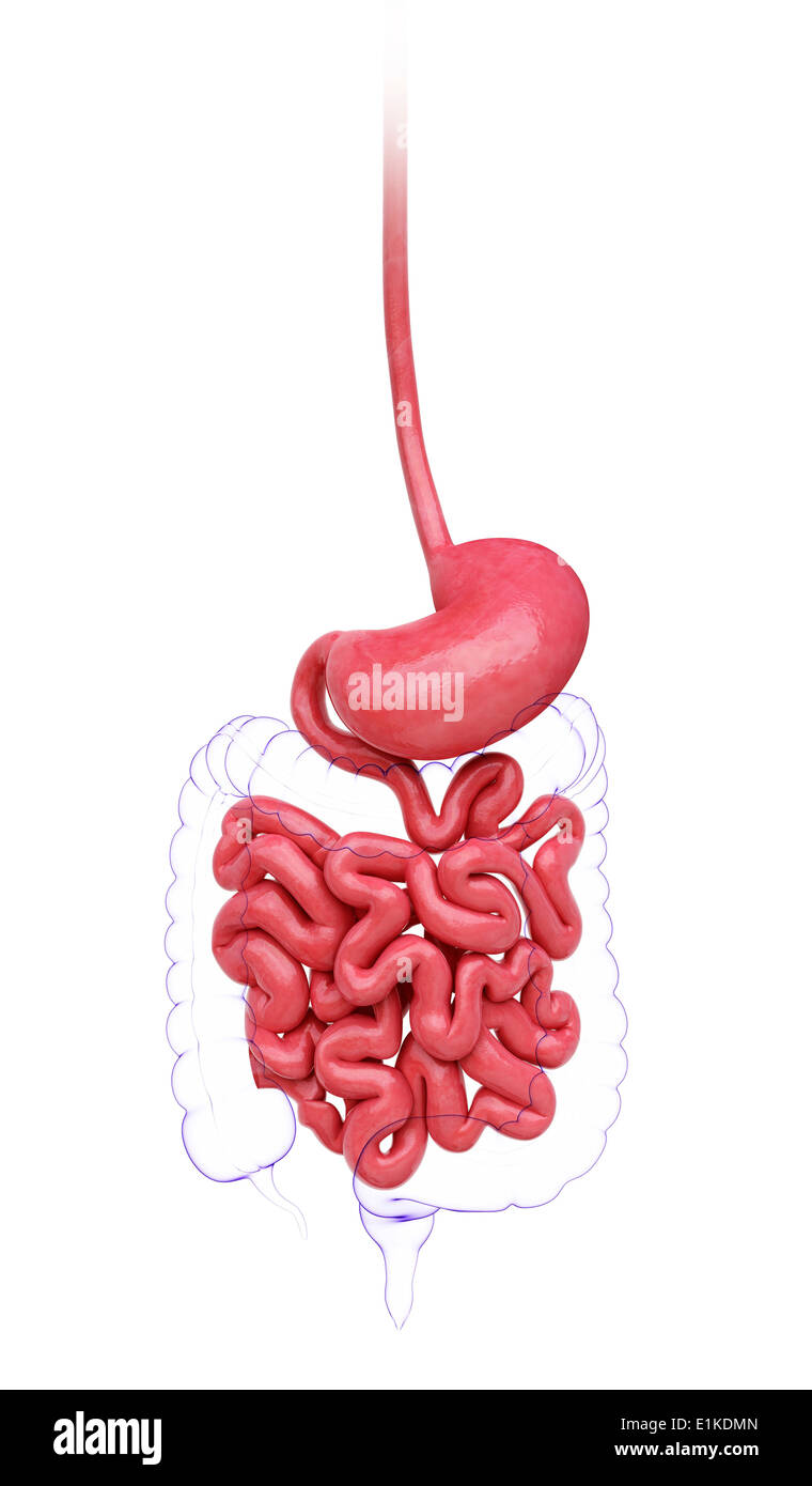 Large and small intestine Cut Out Stock Images & Pictures - Alamy