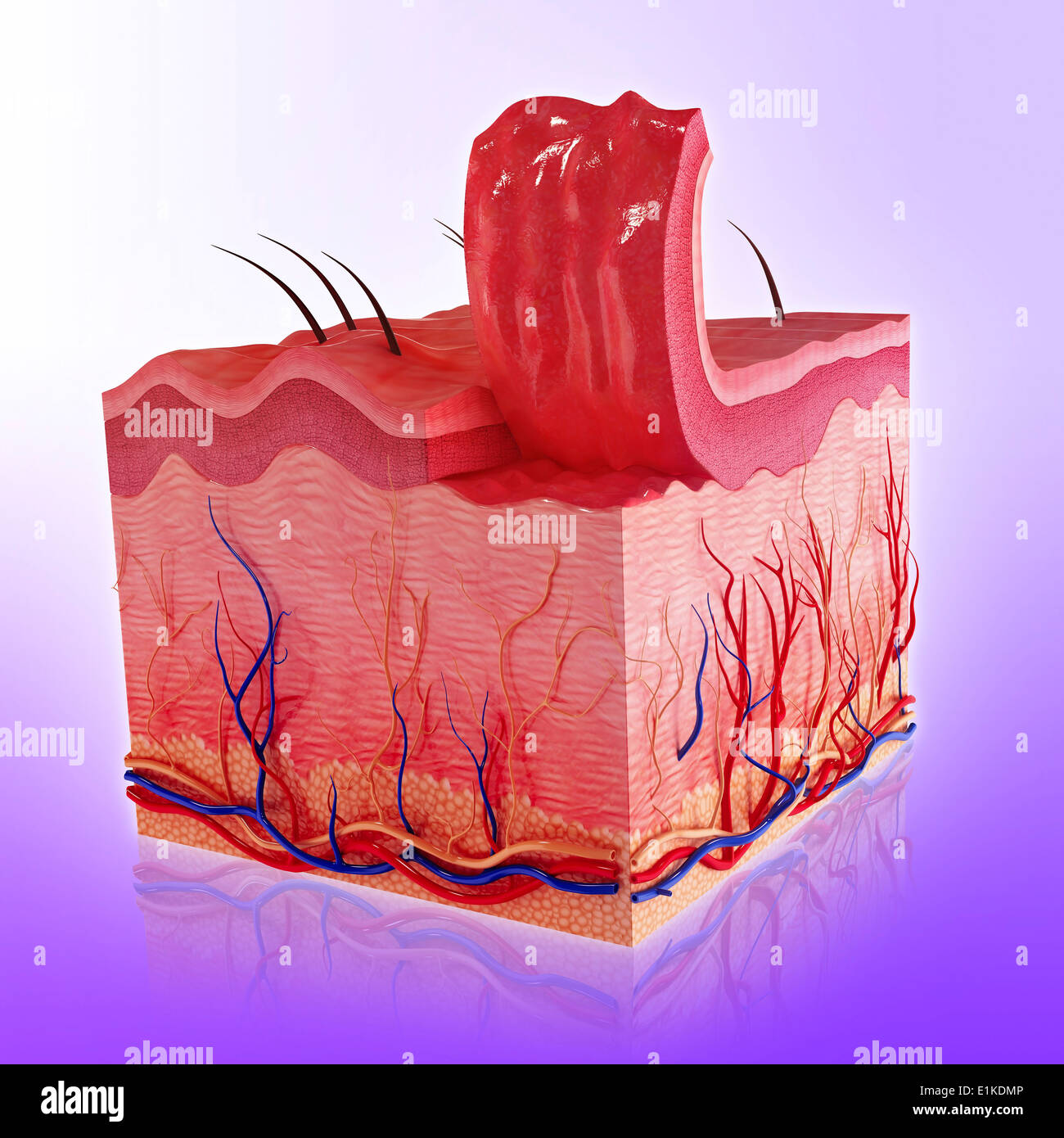Human skin computer artwork Stock Photo - Alamy