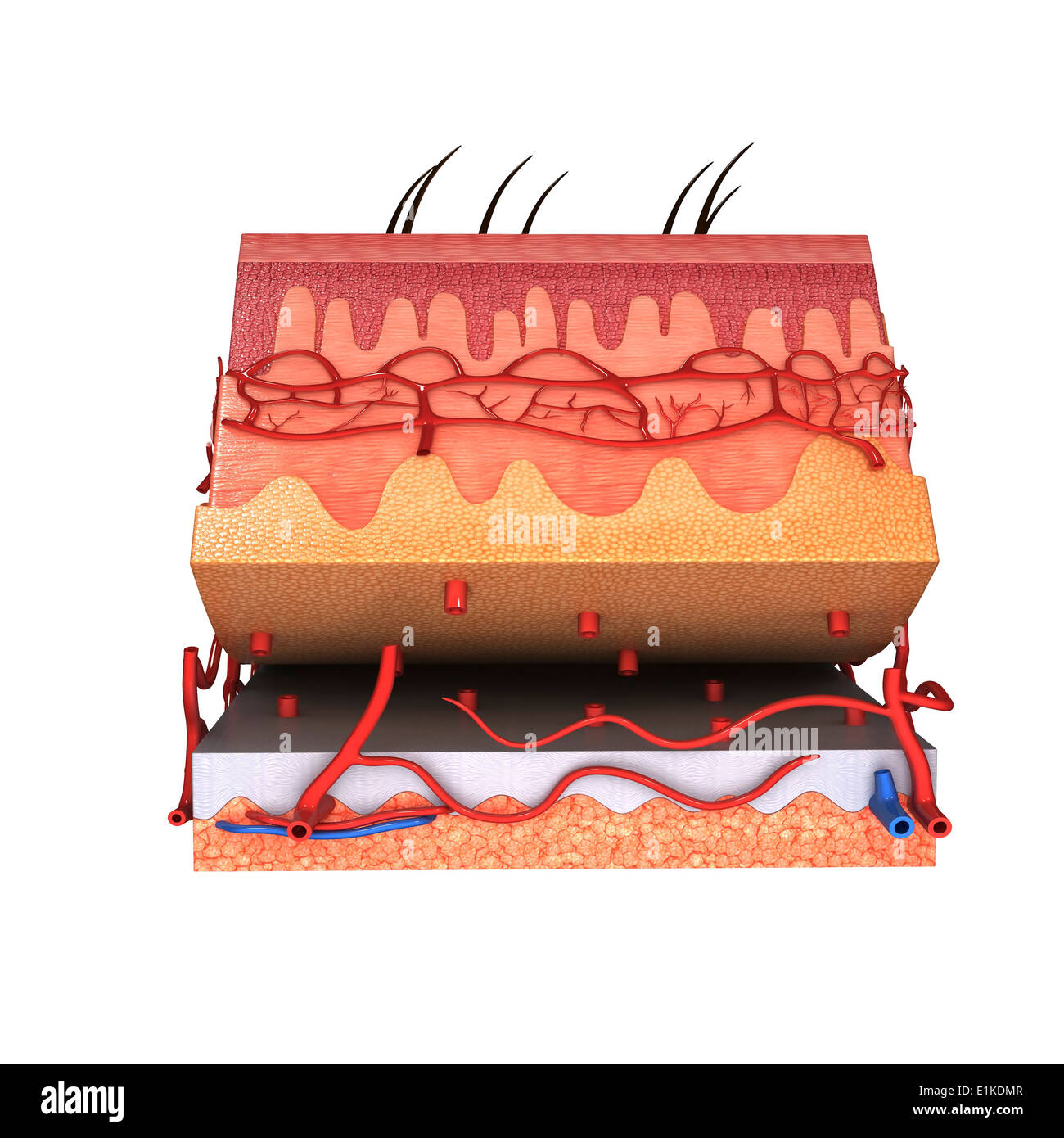 Human skin computer artwork Stock Photo - Alamy