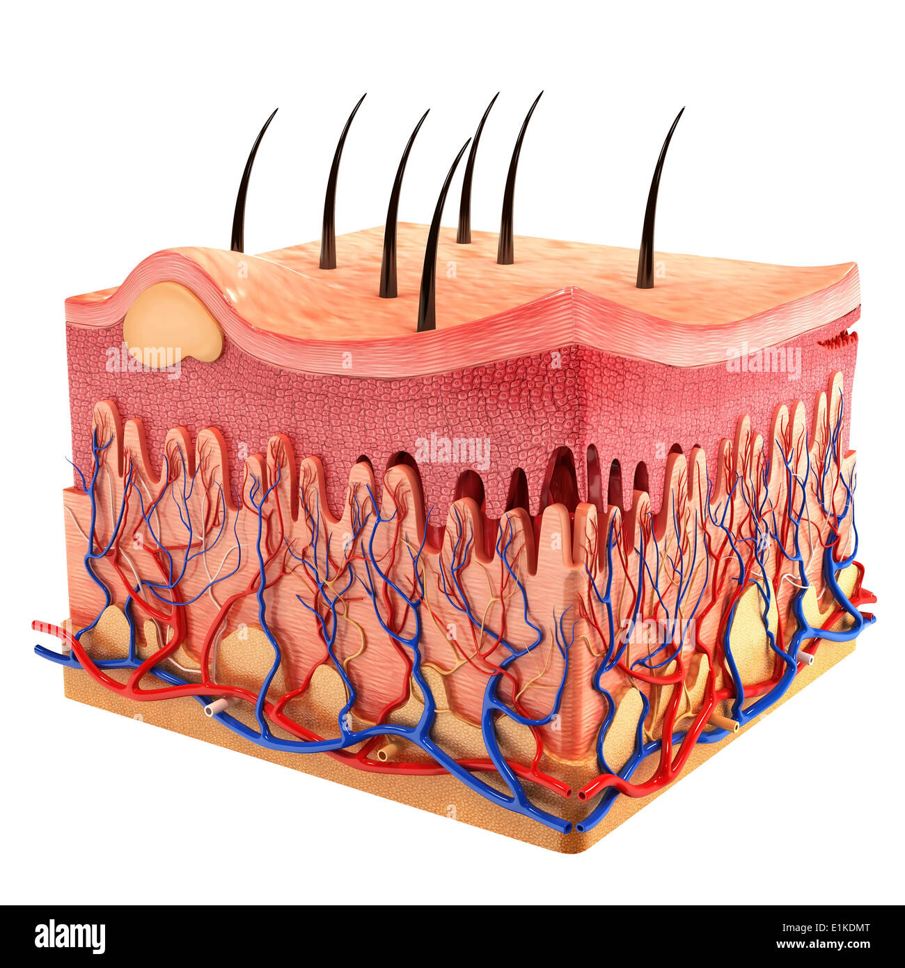 Human integumentary system hi-res stock photography and images - Alamy
