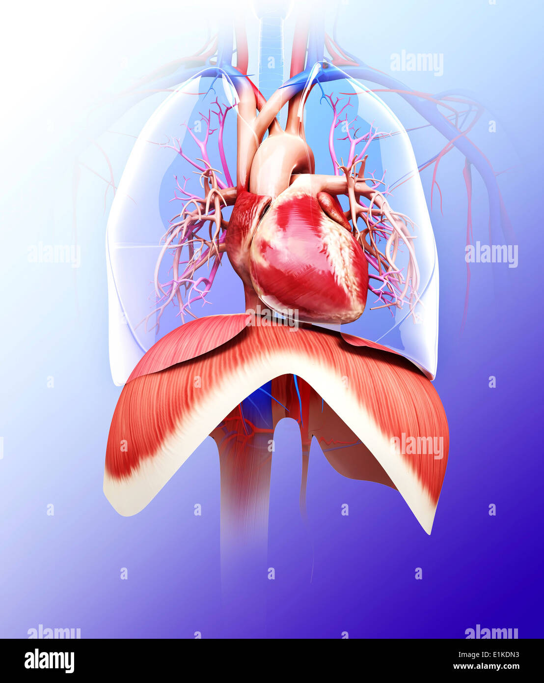 Human respiratory system computer artwork Stock Photo - Alamy