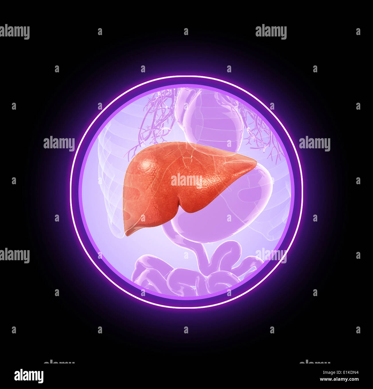 Human liver cut-away computer artwork Stock Photo - Alamy