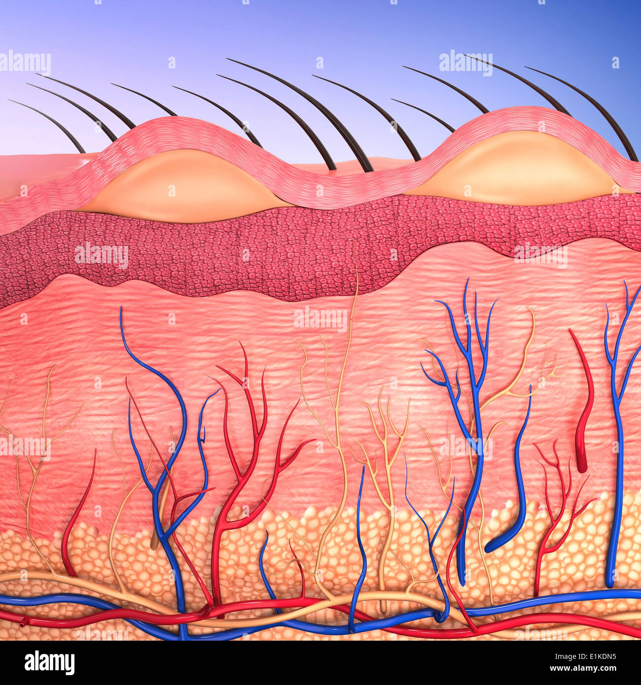 Human skin computer artwork Stock Photo - Alamy