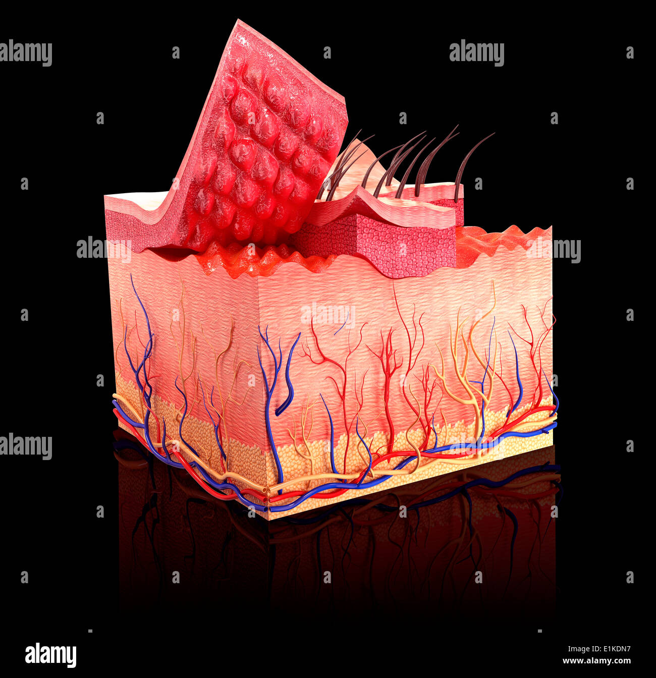 Human skin computer artwork Stock Photo - Alamy