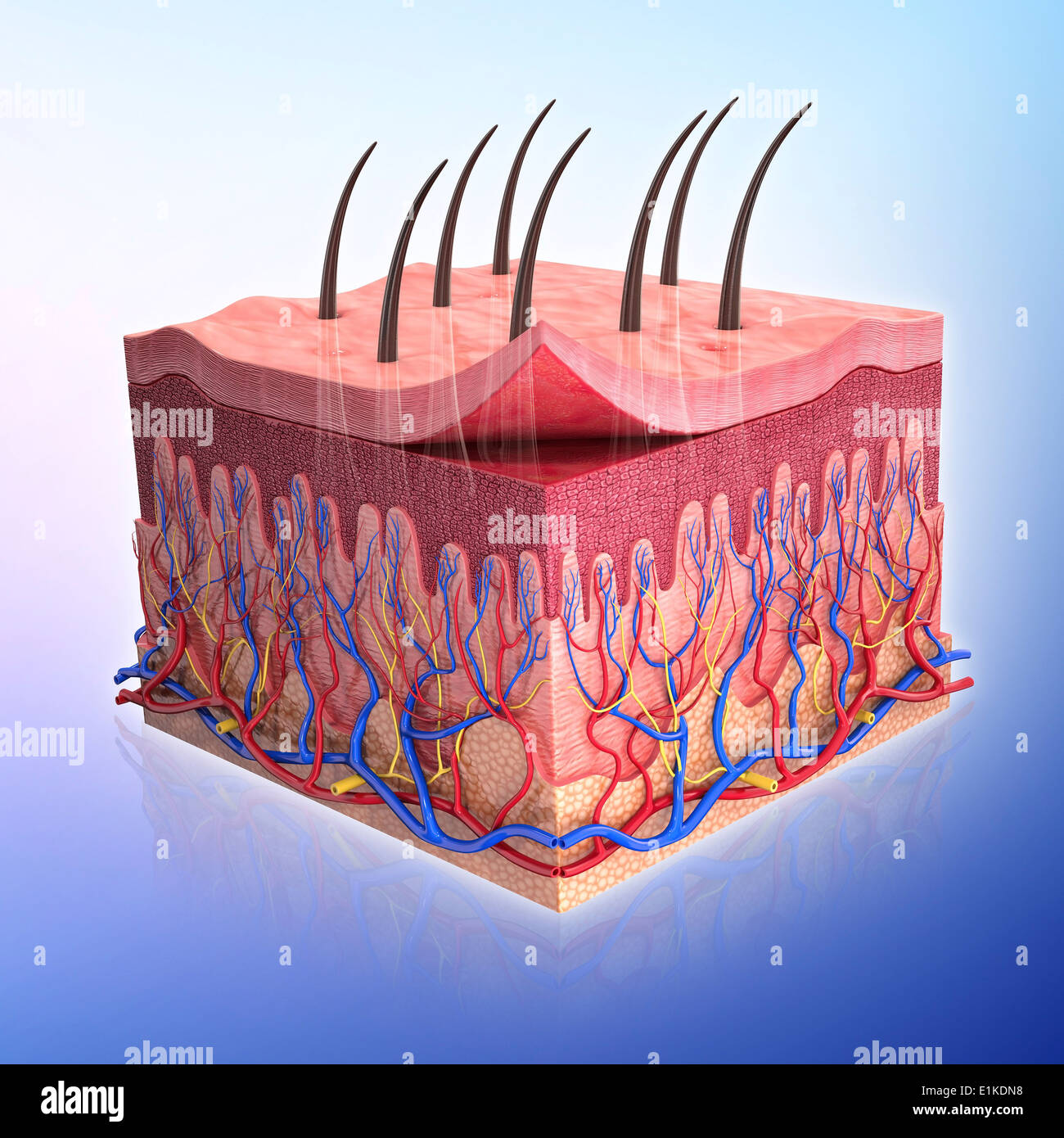 Human skin computer artwork Stock Photo - Alamy
