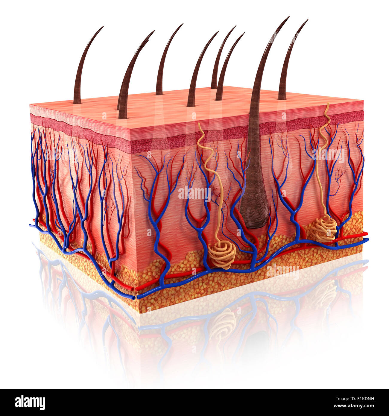 Human skin computer artwork Stock Photo - Alamy
