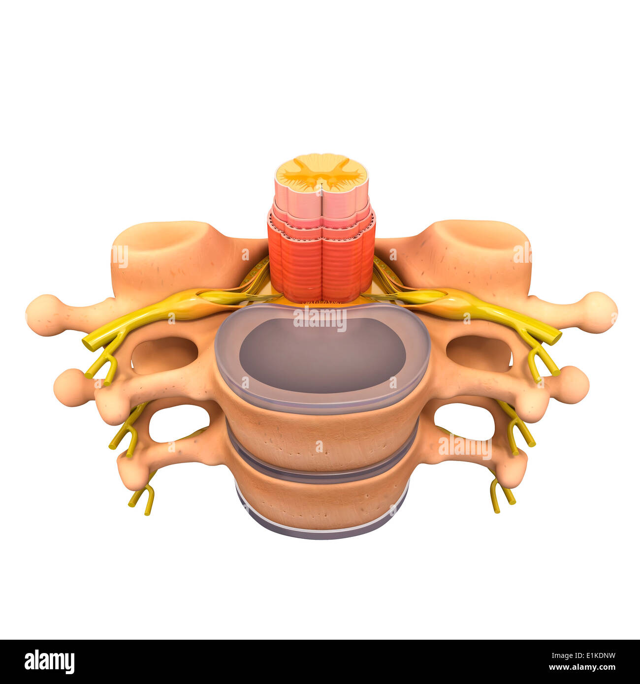 Human vertebra hi-res stock photography and images - Alamy
