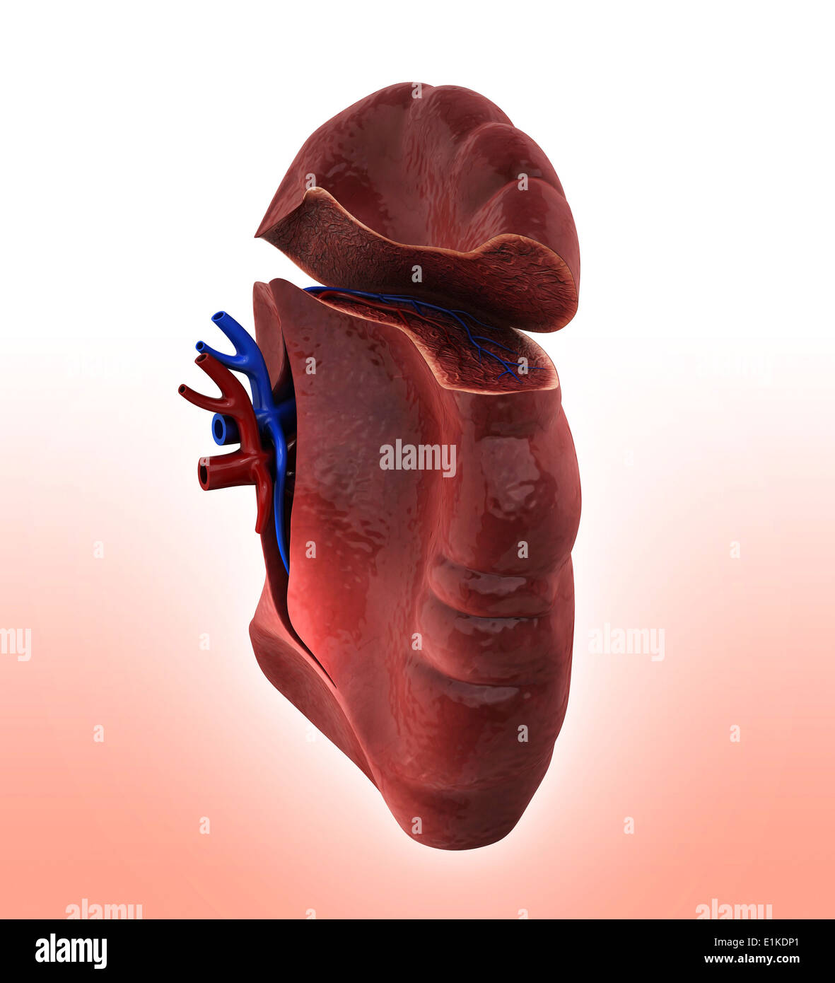 Spleen illustration hi-res stock photography and images - Alamy