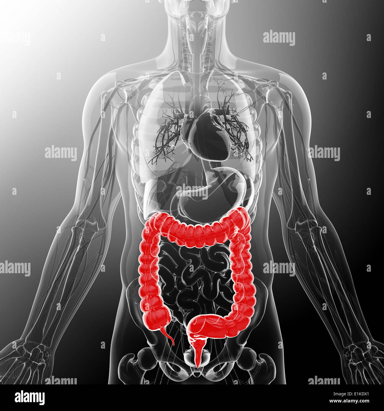 Human rectum front view 3d hi-res stock photography and images - Alamy