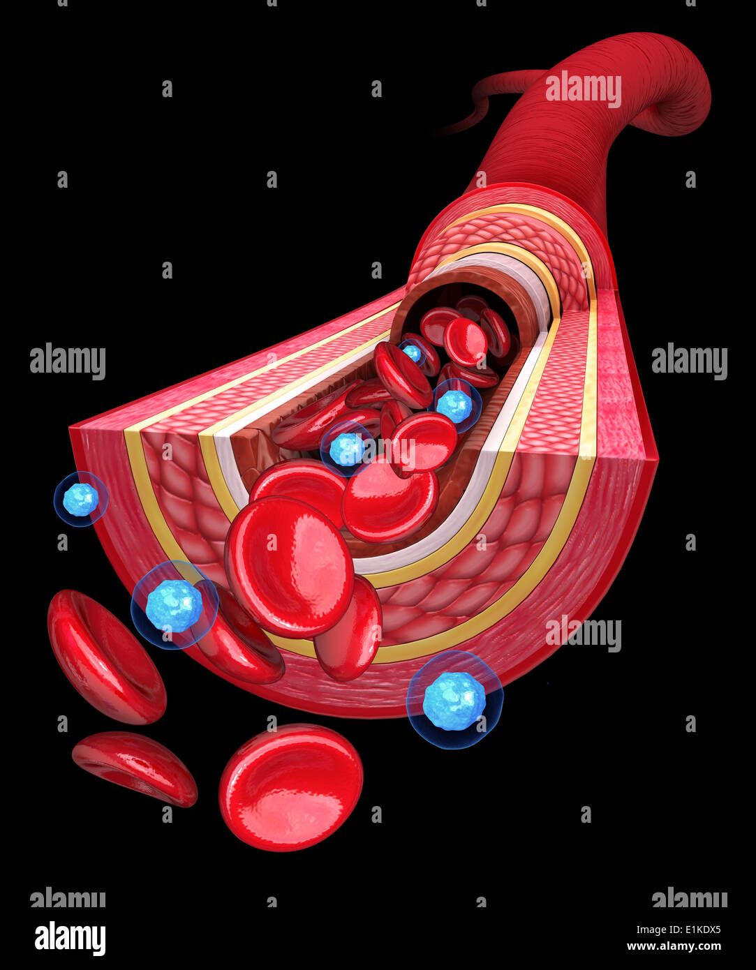 Human artery cut-away computer artwork Stock Photo - Alamy