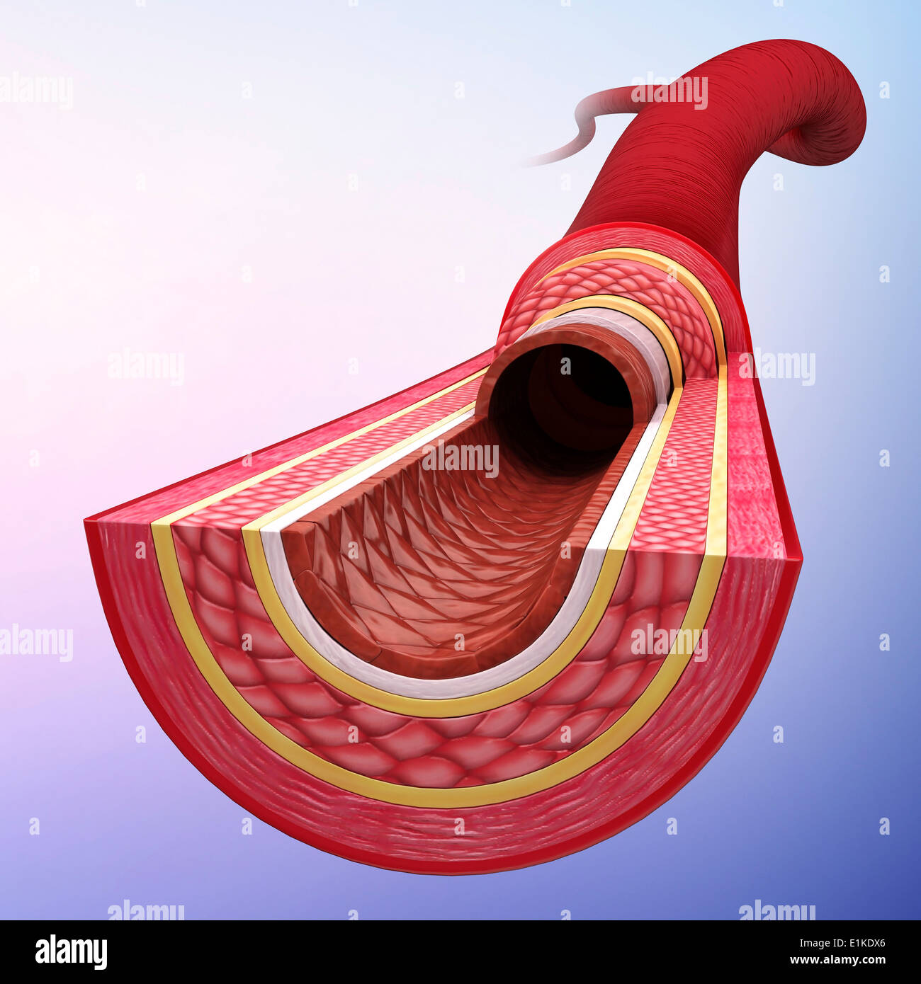 Normal human artery cross section hi-res stock photography and images ...
