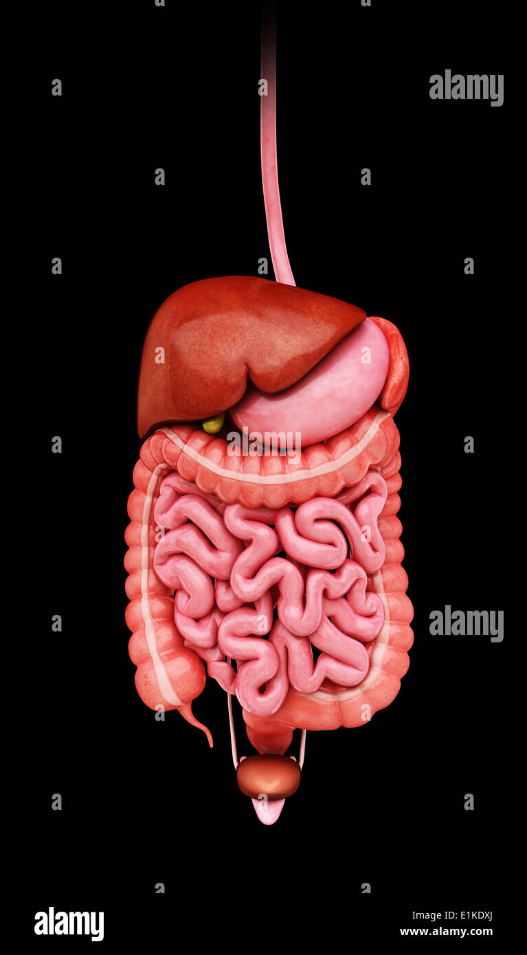 Human internal organs cut-out computer artwork Stock Photo - Alamy
