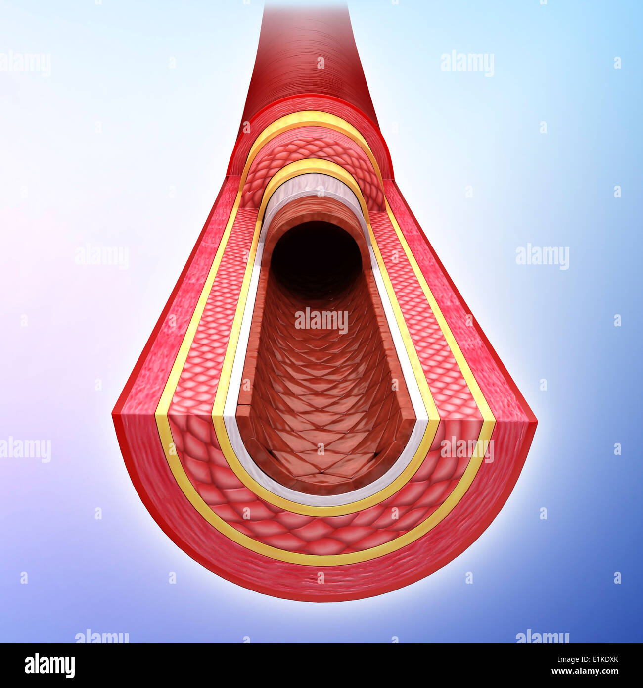 Human artery cut-away computer artwork Stock Photo - Alamy