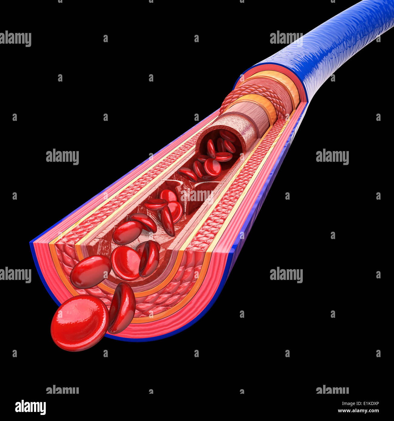 Human vein cut-away computer artwork Stock Photo - Alamy