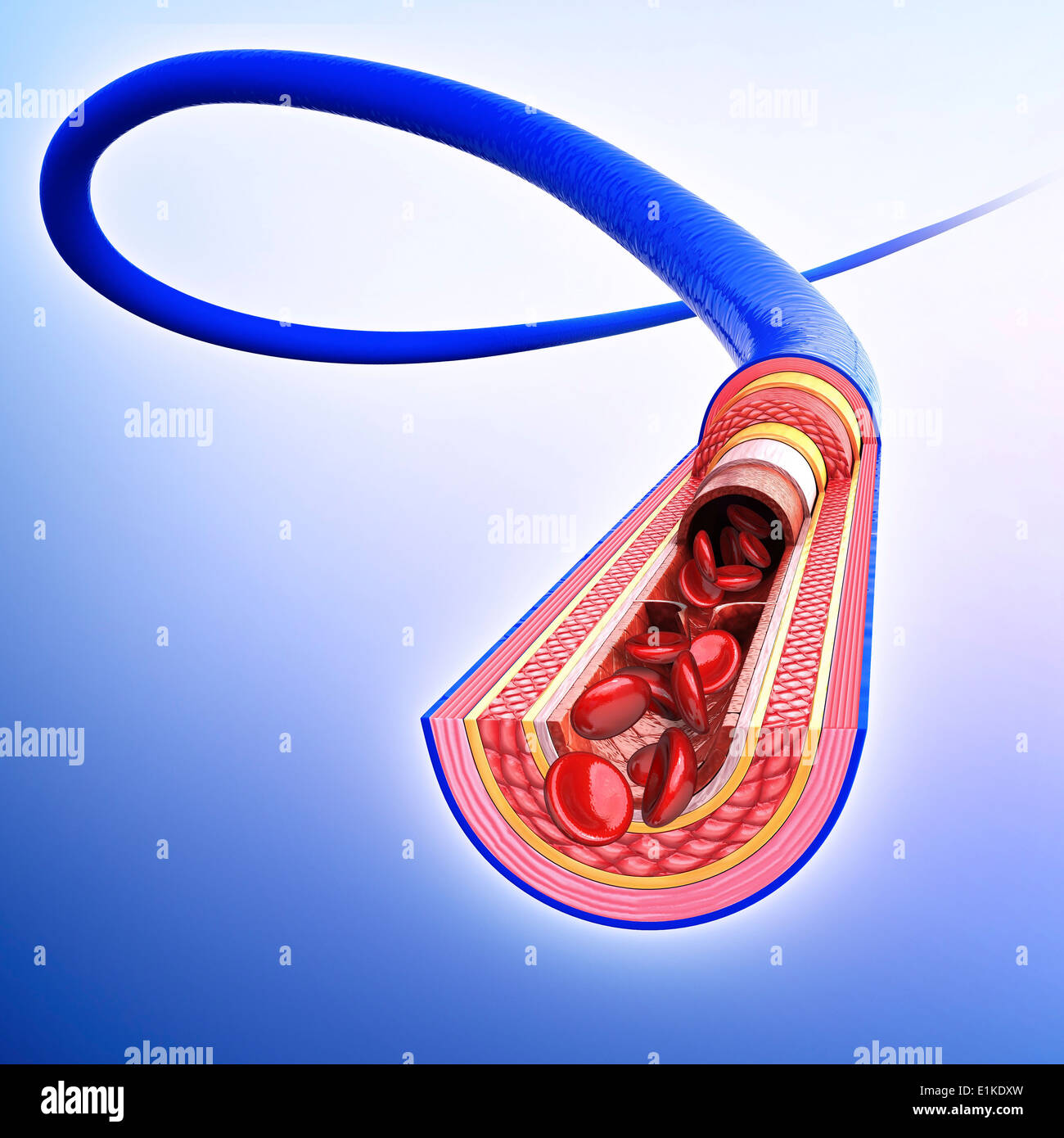 Human vein cut-away computer artwork Stock Photo - Alamy