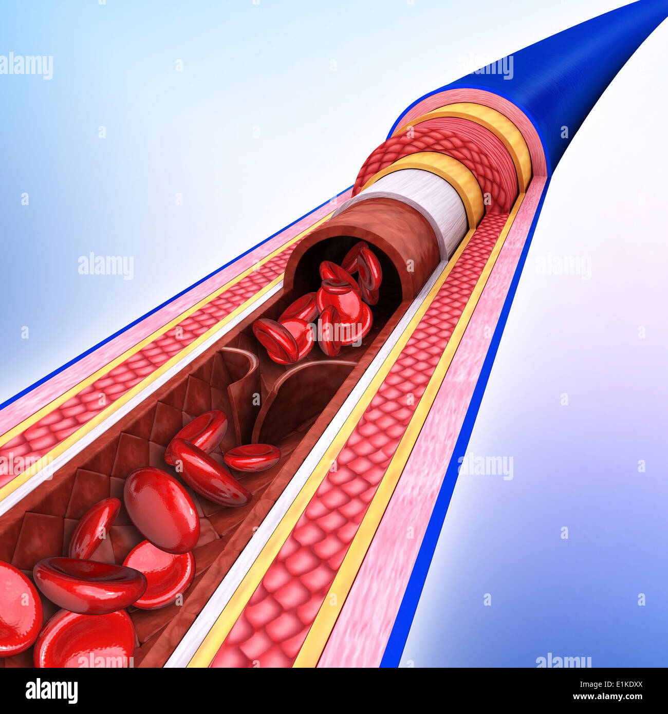 Human vein cut-away computer artwork Stock Photo - Alamy