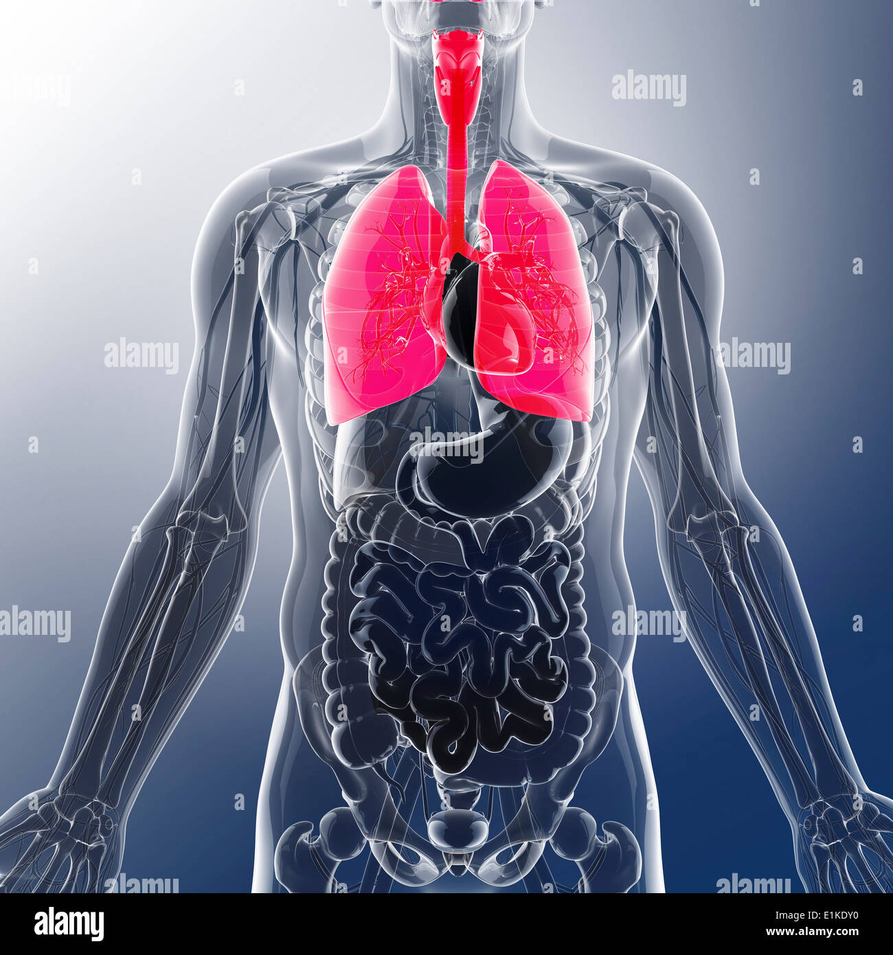 Human esophagus trachea lungs hi-res stock photography and images - Alamy