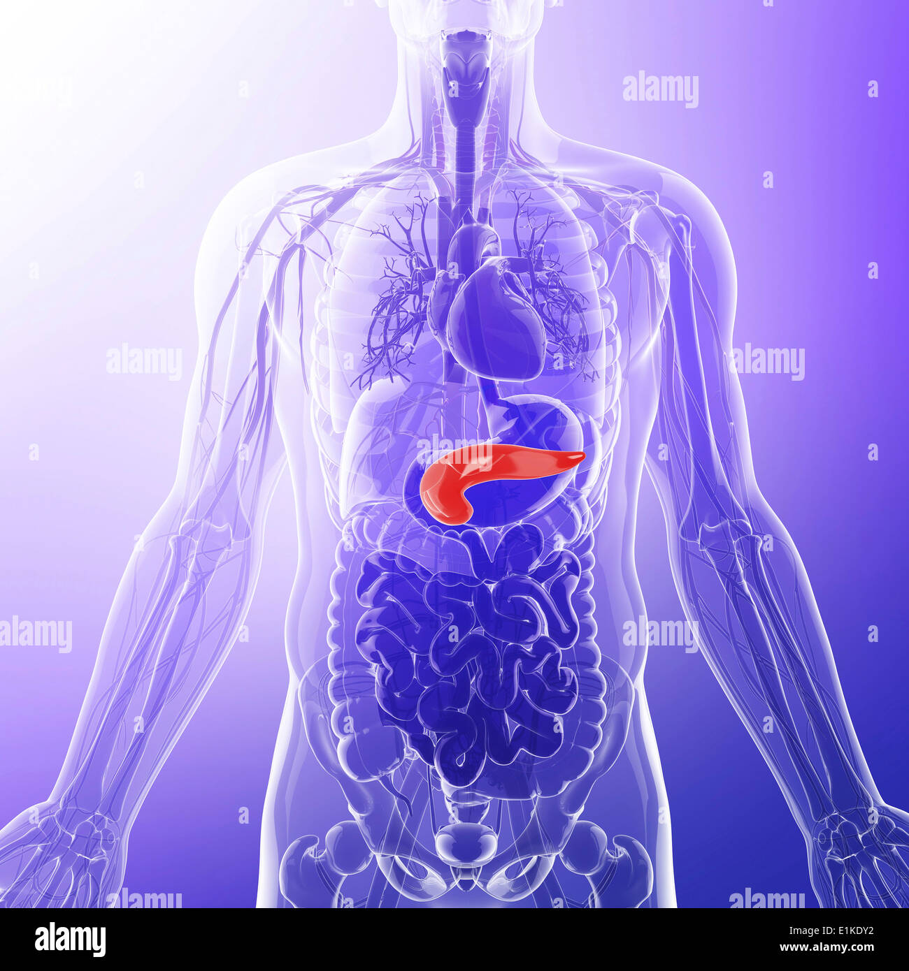Human pancreas hi-res stock photography and images - Alamy