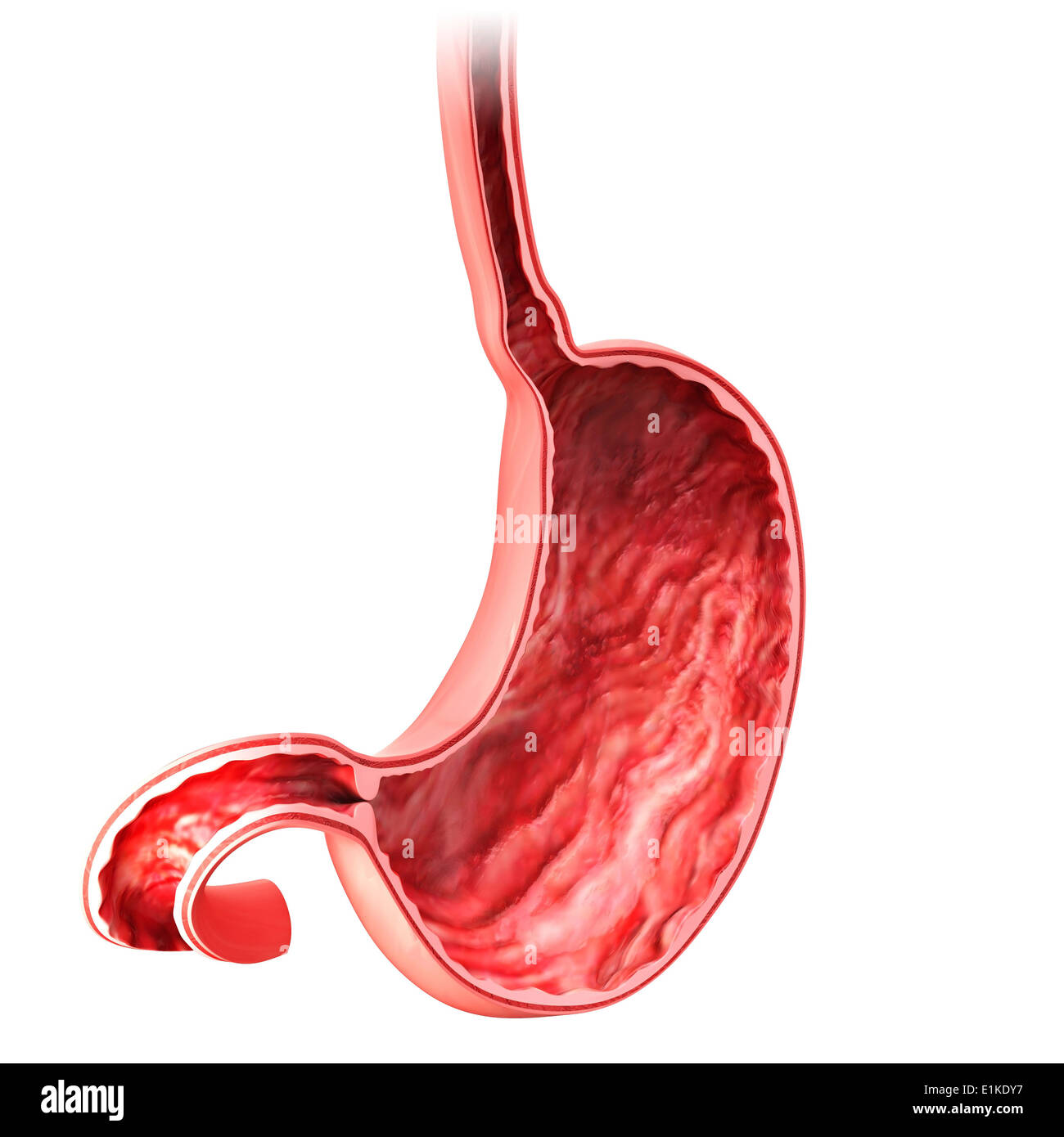 Stomach cross section gastric hi-res stock photography and images - Alamy