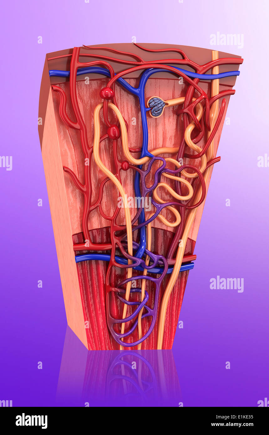 Nephron Model Labeled
