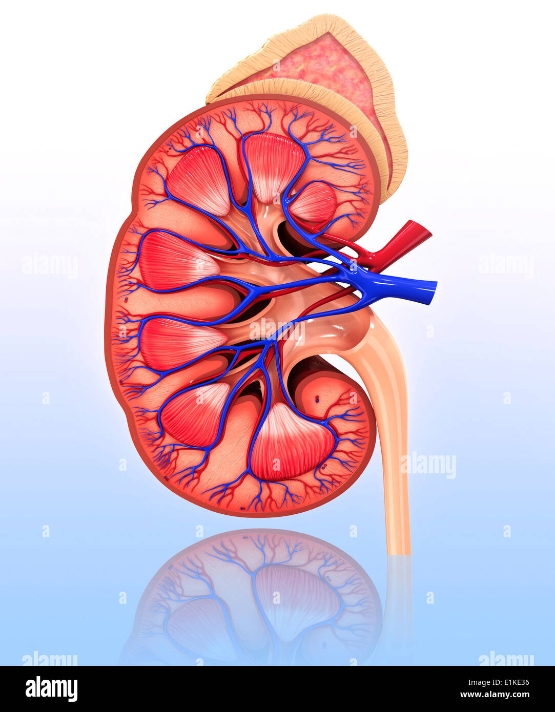 Human kidney cut-away computer artwork Stock Photo - Alamy